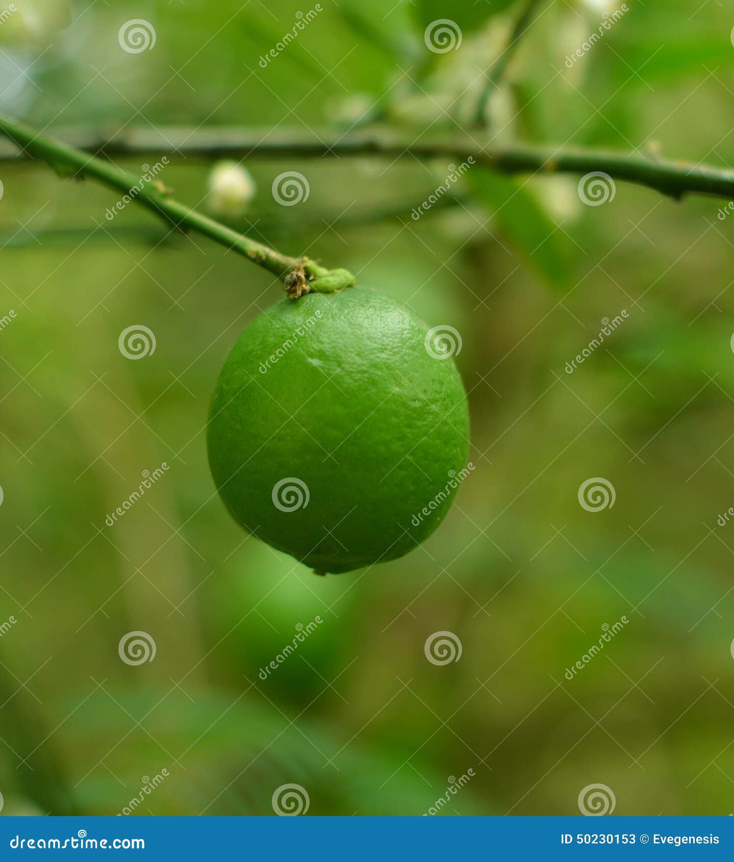 Lemon on the tree stock image. Image of ingredient, nature - 50230153