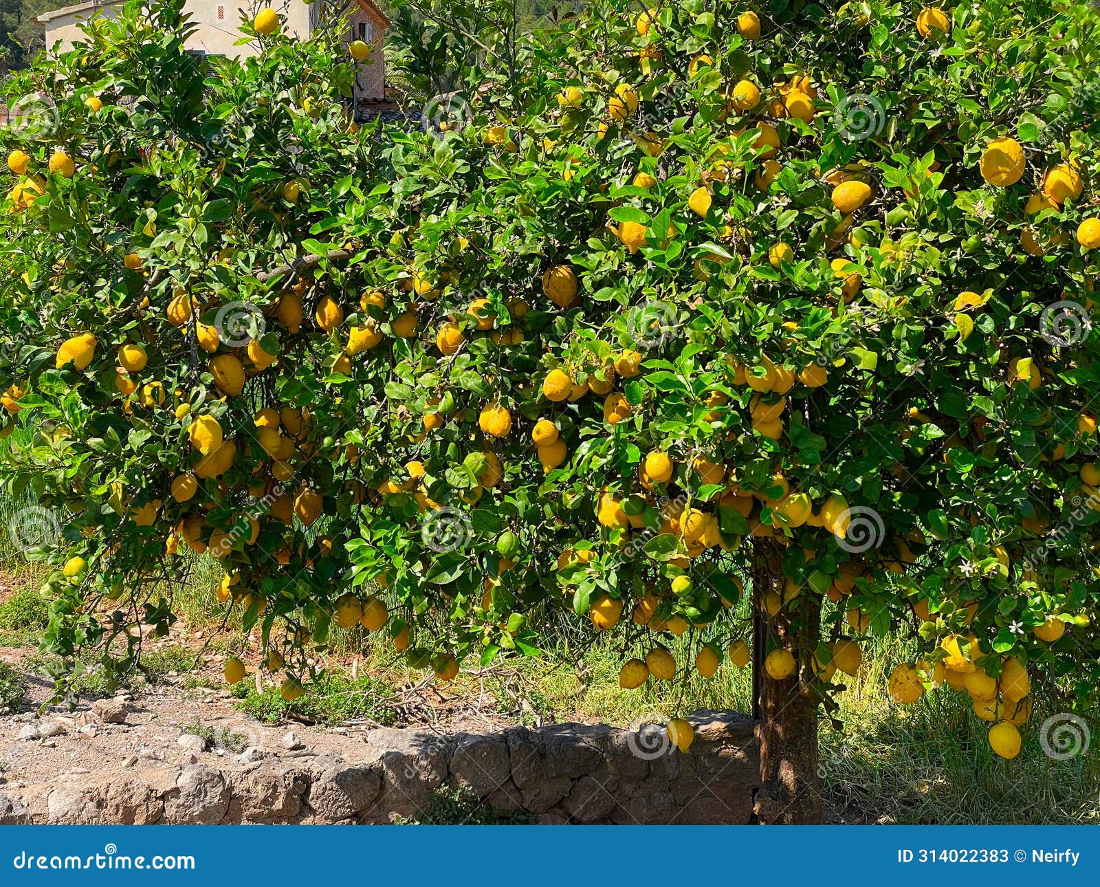 Lemon tree in fruit garden stock image. Image of orchard - 314022383