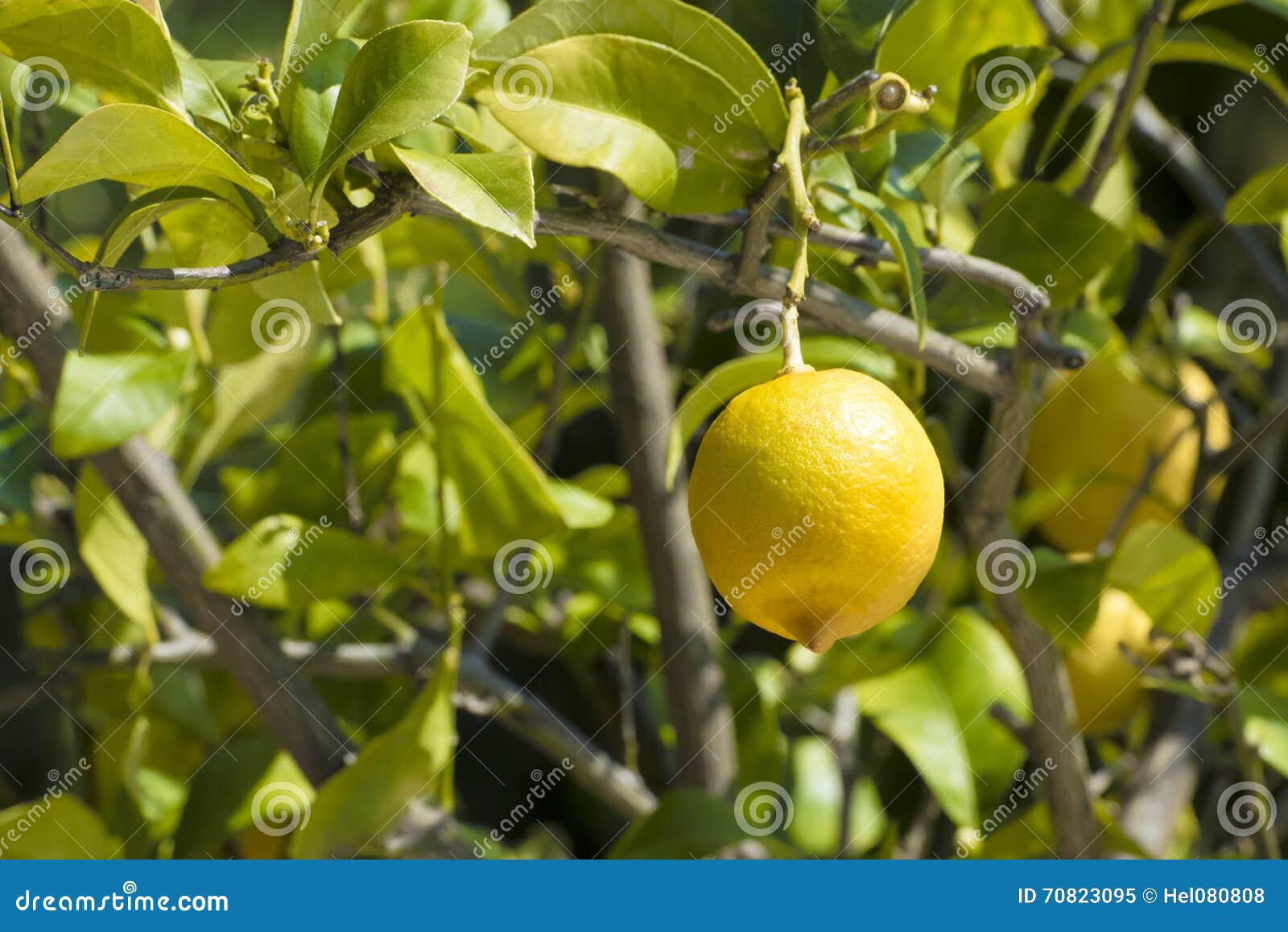 Lemon on tree stock image. Image of agriculture, growth - 70823095