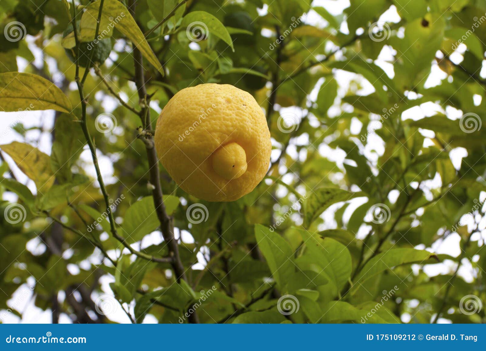 Lemon on Tree 834848 stock photo. Image of luna, family - 175109212