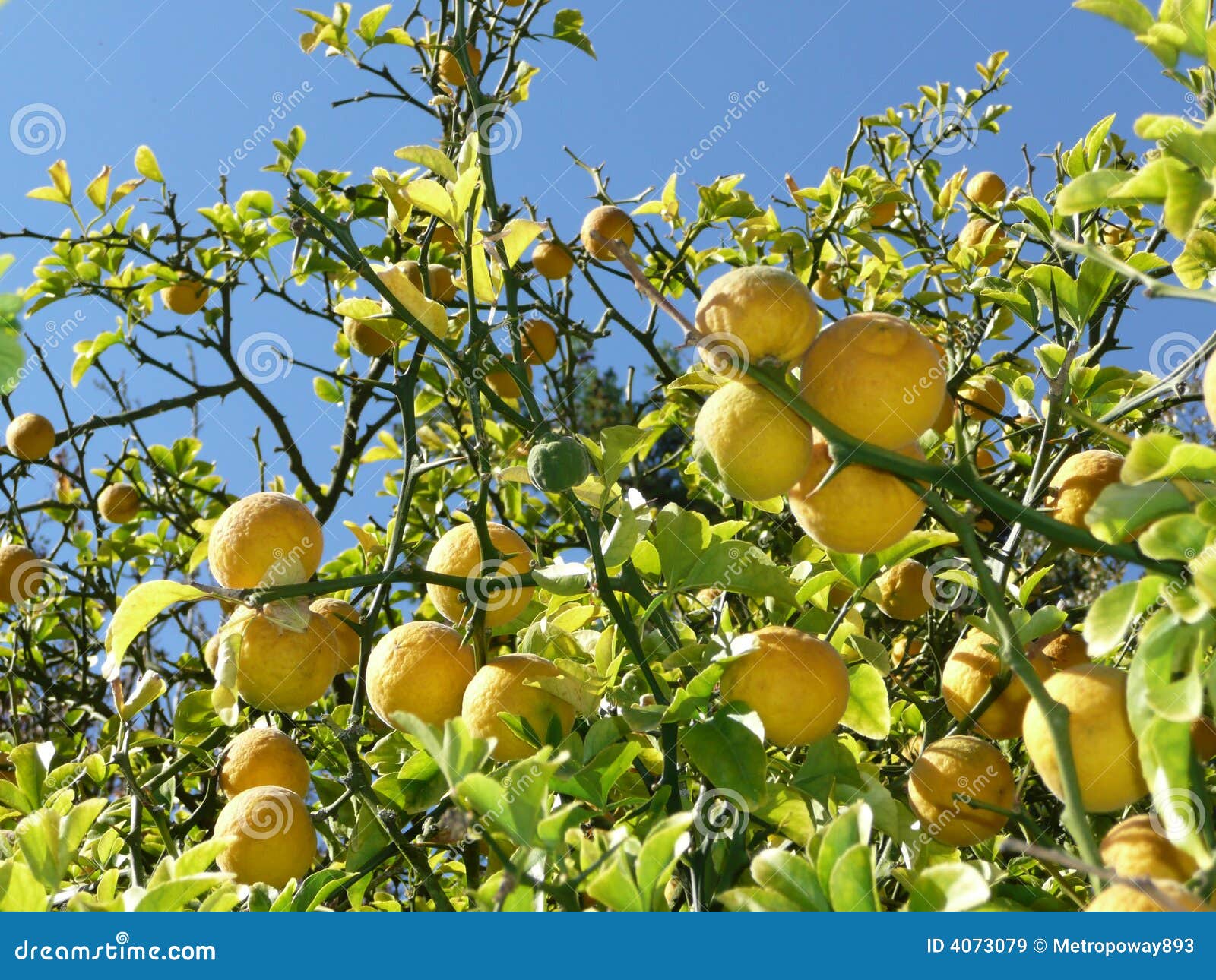Lemon Tree with Fruits on Branches Stock Image - Image of natural, ripe ...
