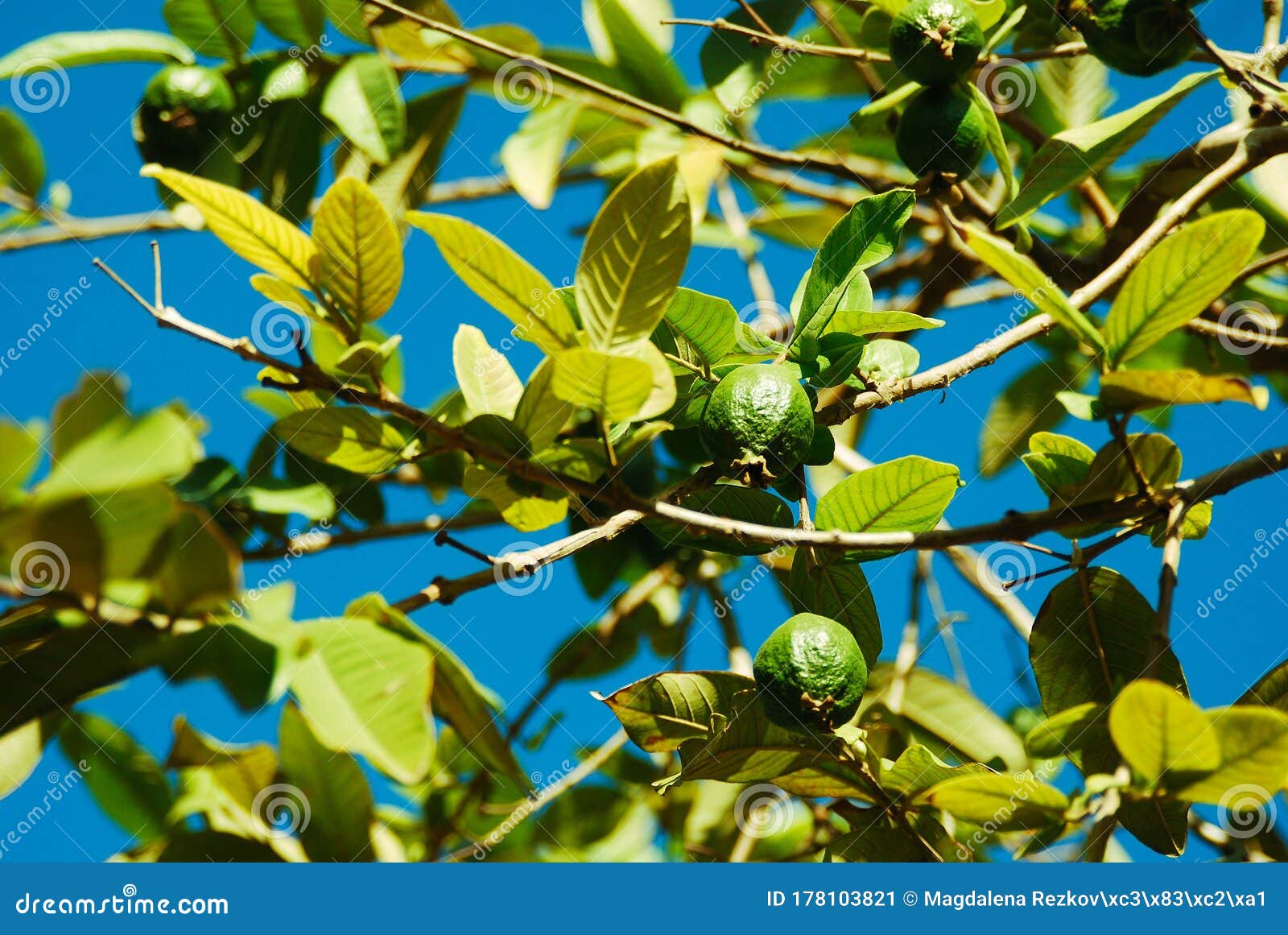 Lemon Tree with the Fruits of Green Lime Stock Image - Image of tree ...