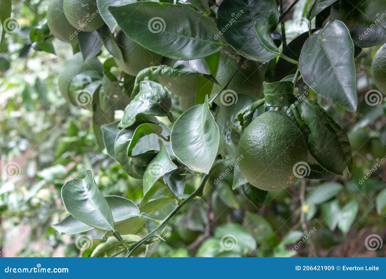 Lemon tree full of fruits stock image. Image of space - 206421909