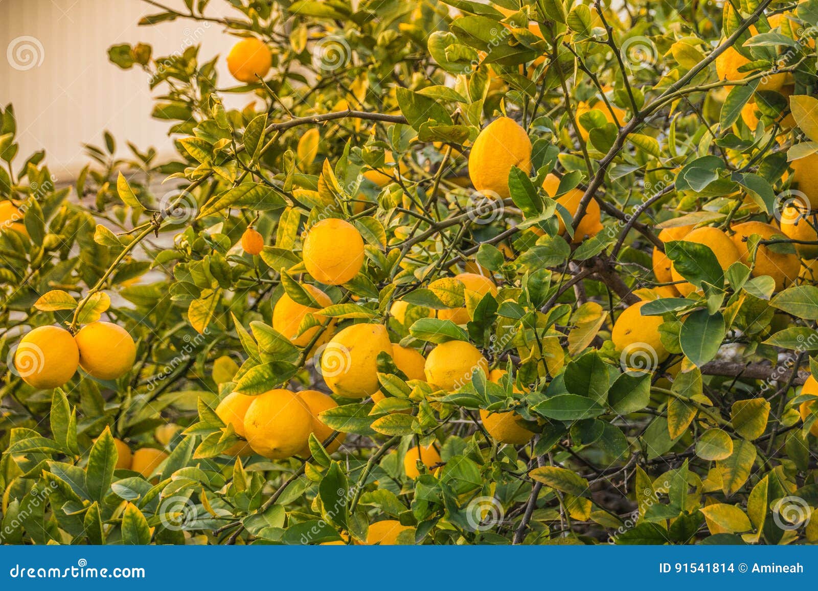 Lemon Tree Full of Yellow Mature Lemon Stock Photo - Image of gardening ...