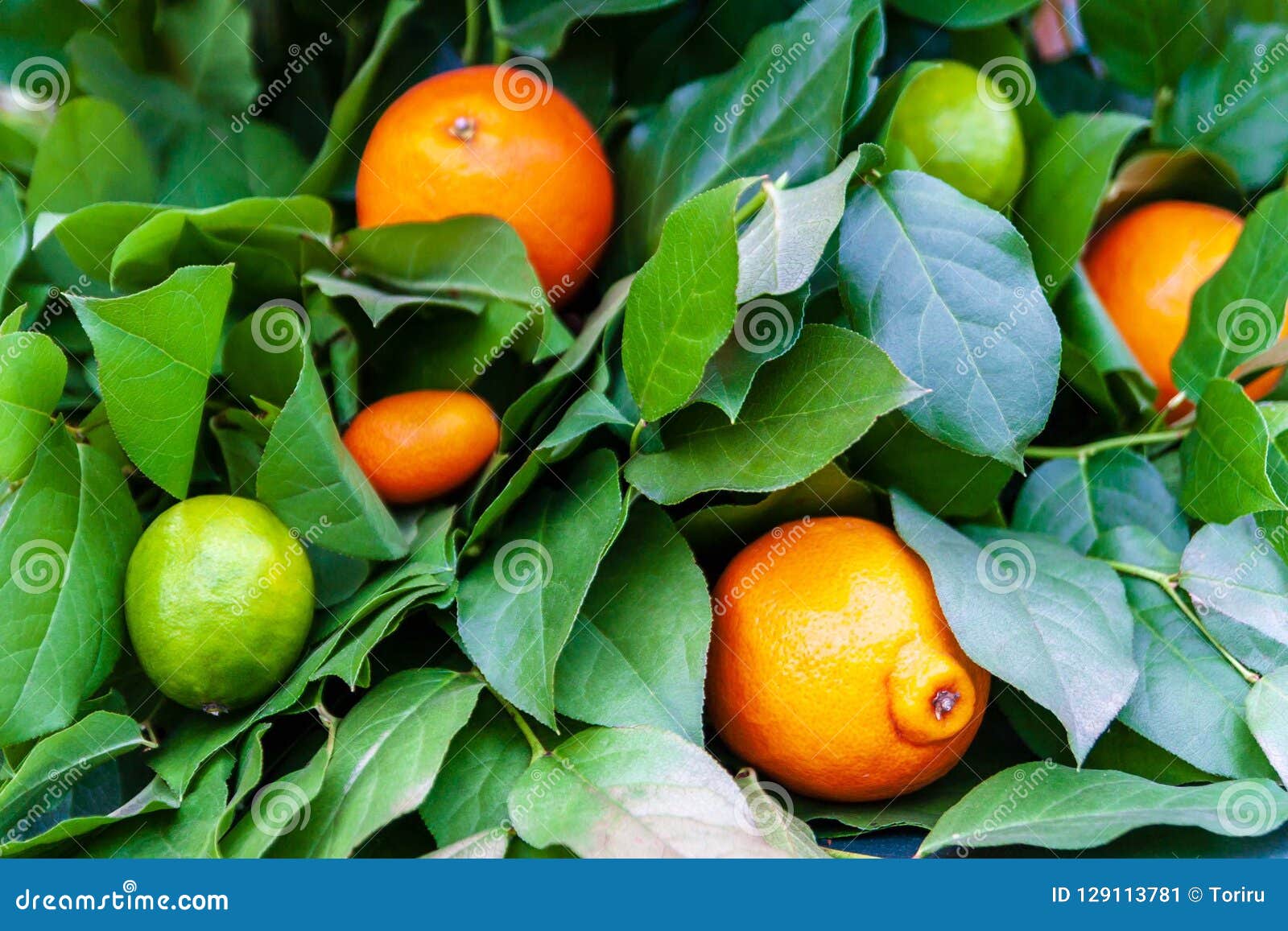 Lemon on tree stock image. Image of group, juicy, gardening - 129113781