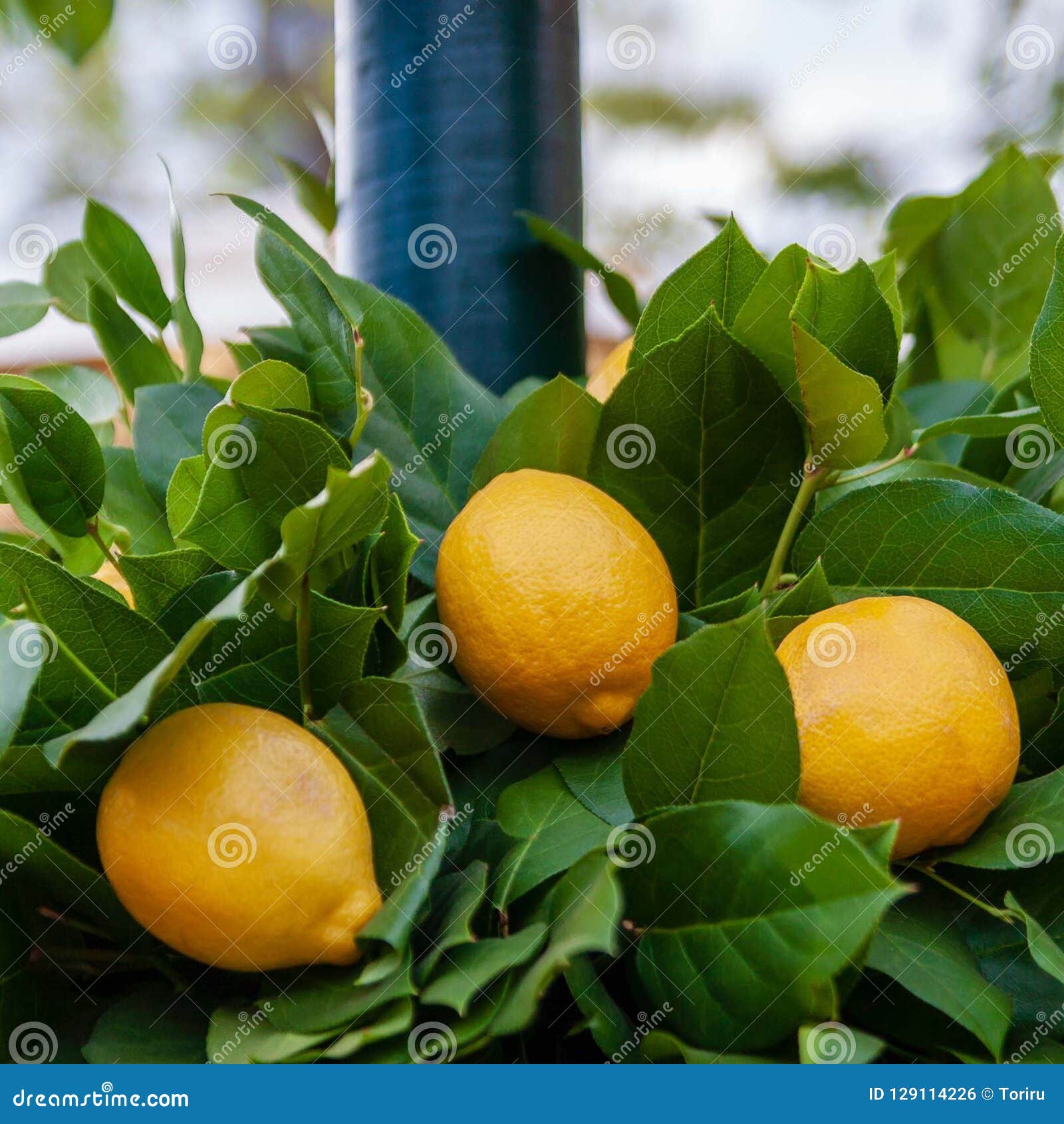 Lemon on tree stock photo. Image of fresh, fruit, group - 129114226
