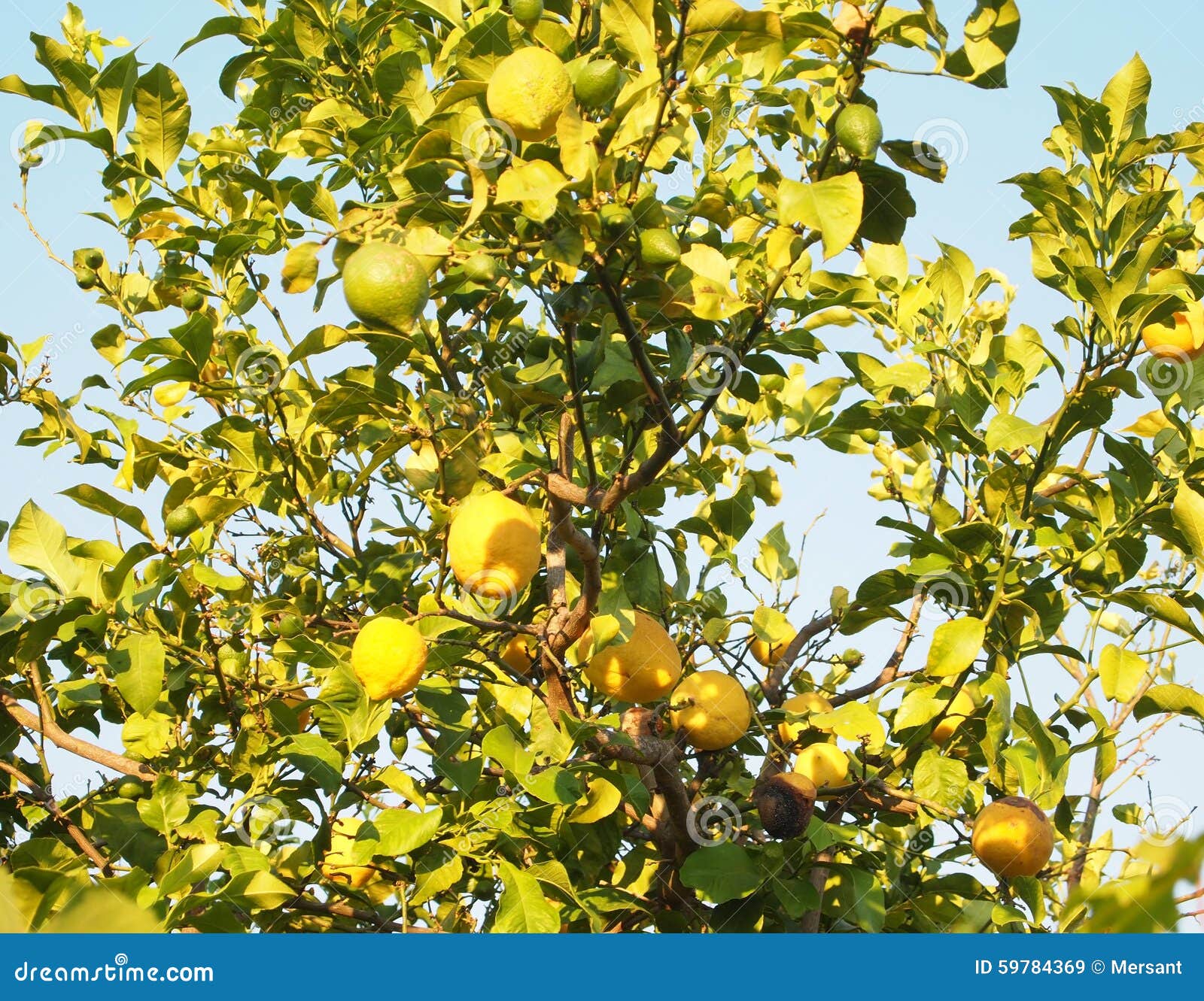 Lemon tree stock image. Image of fruit, natural, gardening - 59784369