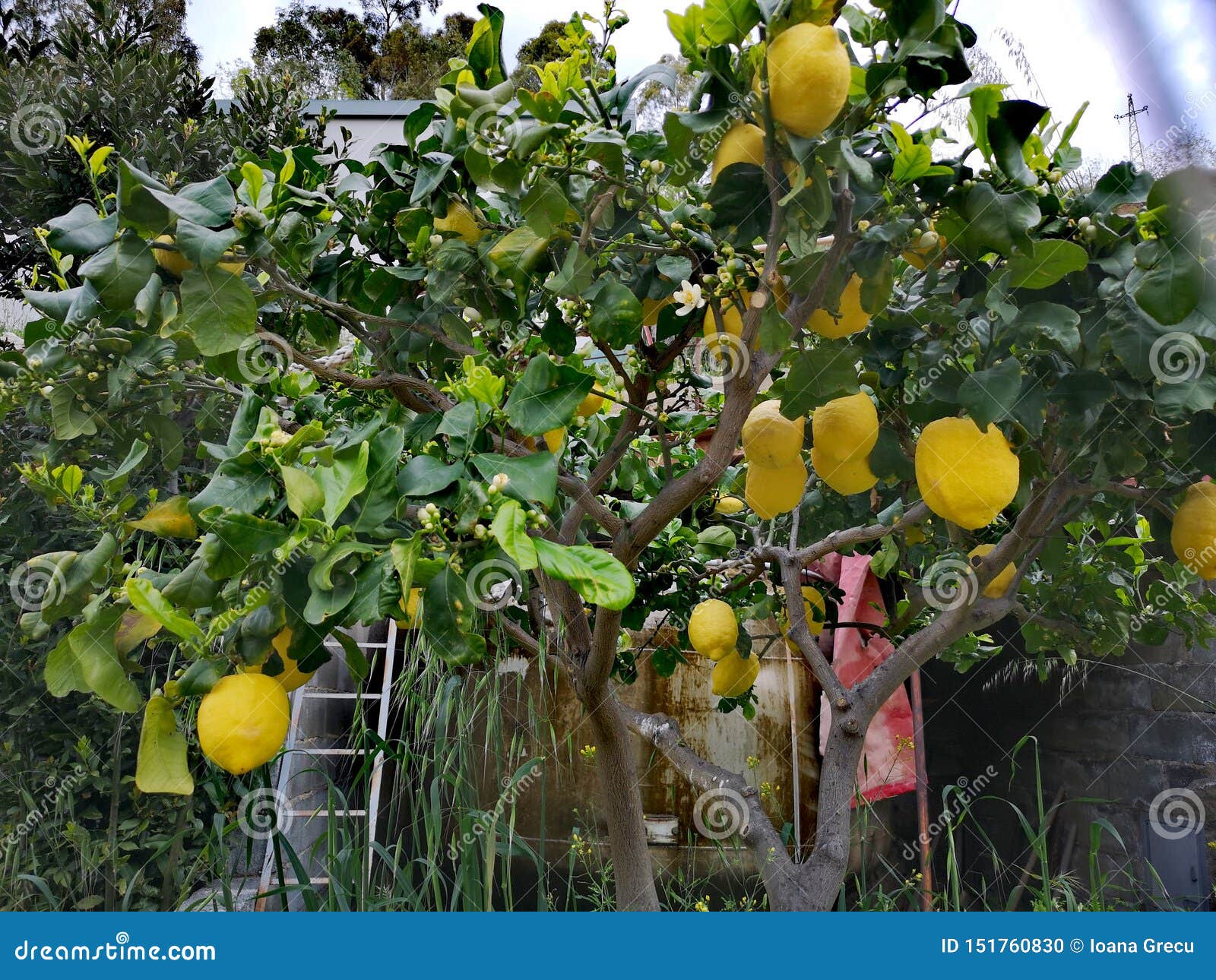 Lemon Tree in a Garden with Ladder Stock Photo - Image of nature, large ...