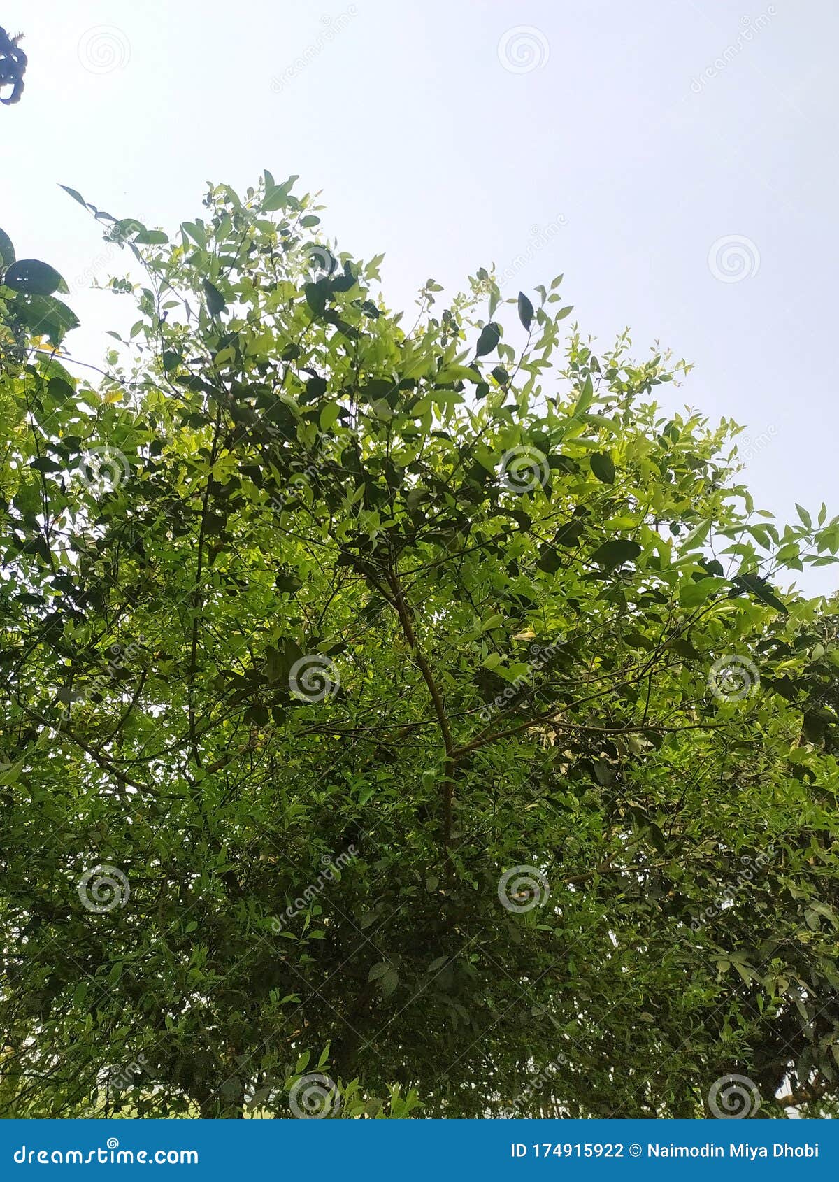 Lemon Tree in the Gardens of Beautiful, Parsa Nepal Stock Photo - Image ...