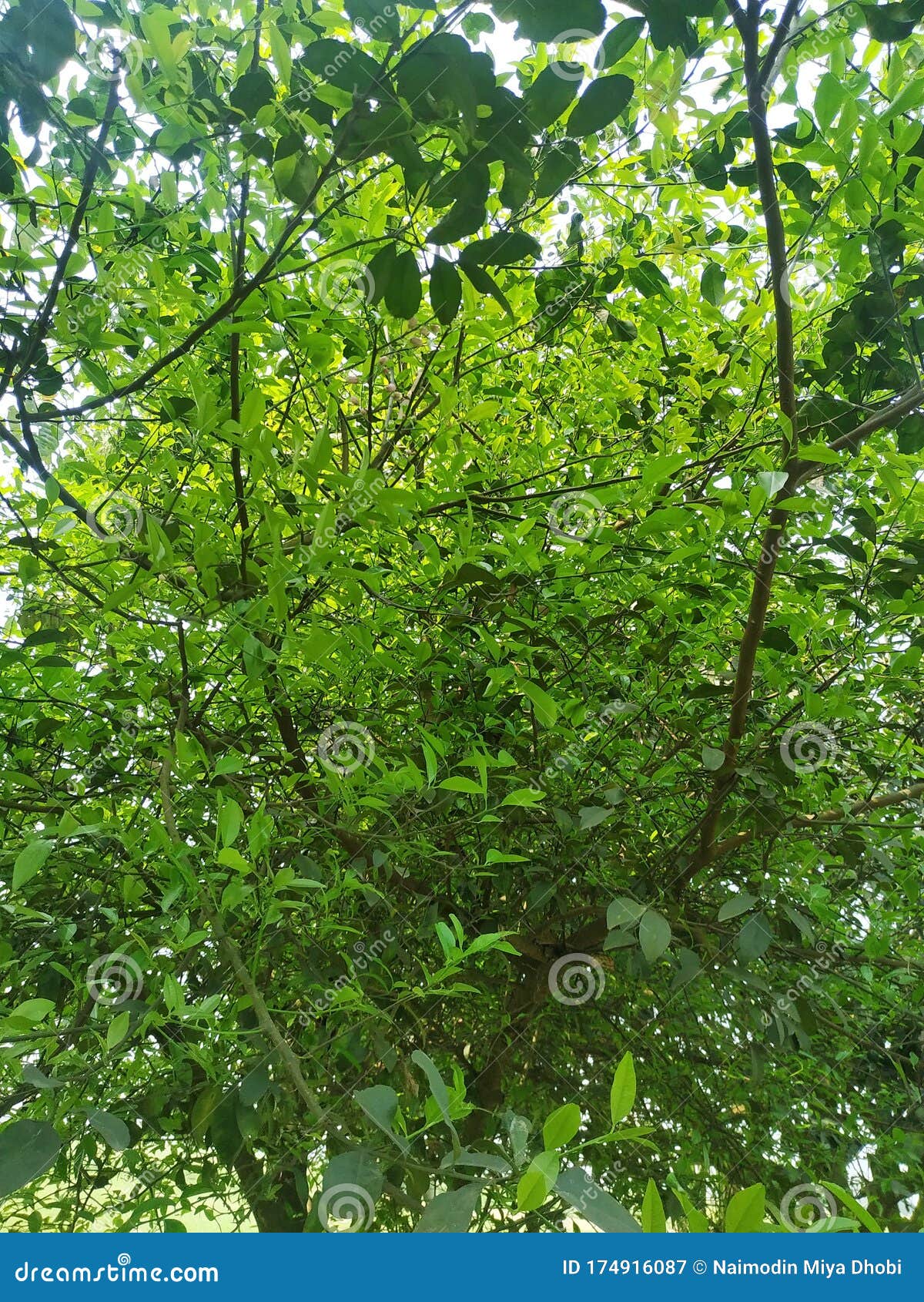 Lemon Tree in the Gardens of Beautiful, Parsa Nepal Stock Image - Image ...