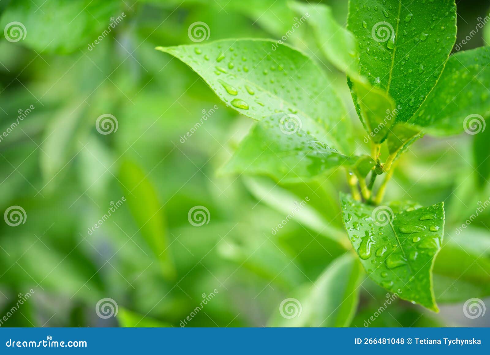 Lemon Tree Green Leaves with Rain Drops. Copy Space, Close Up Stock ...