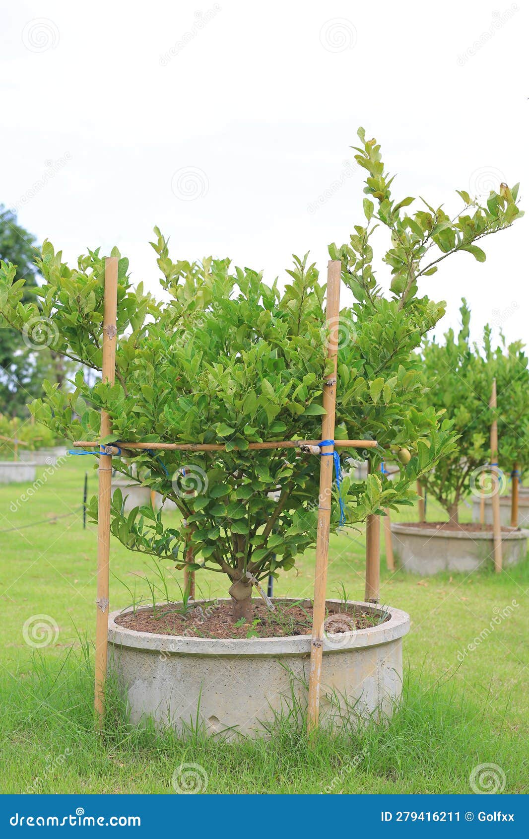 Lemon Tree Growing in a Cement Pot. Organic Lime Farm Stock Image ...