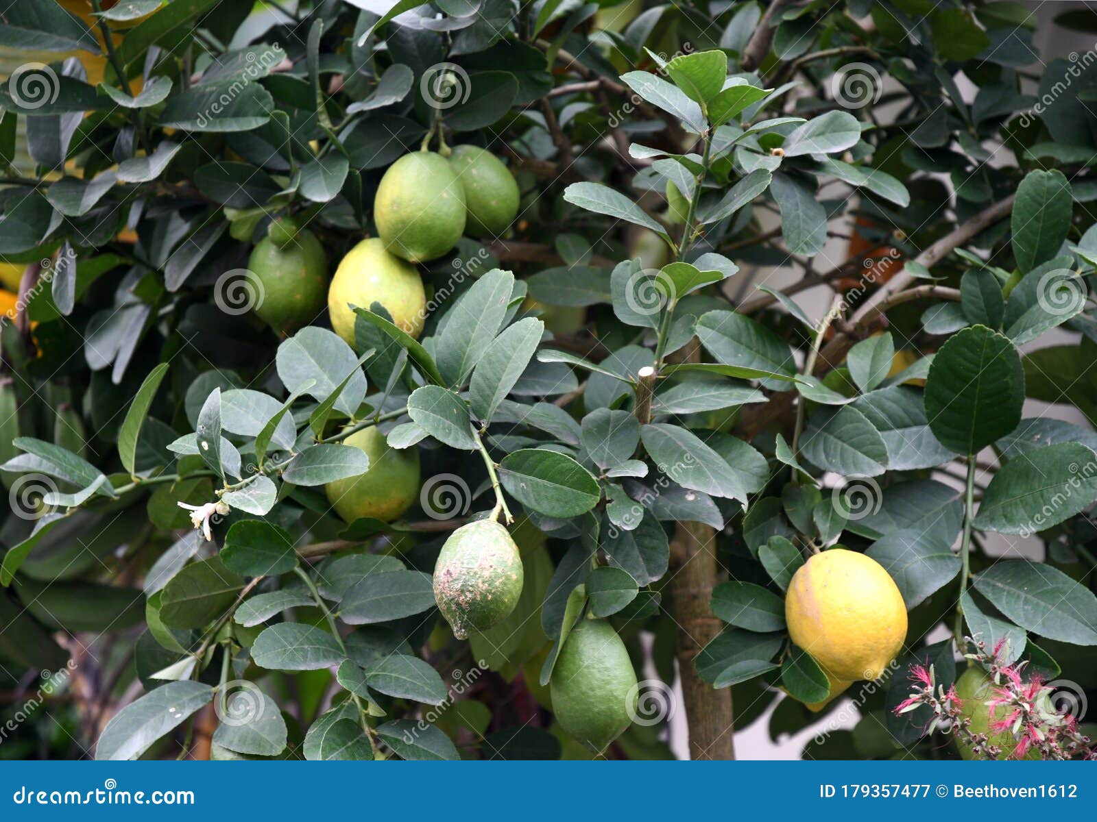 Lemon Tree stock image. Image of lemon, fruits, yellow - 179357477