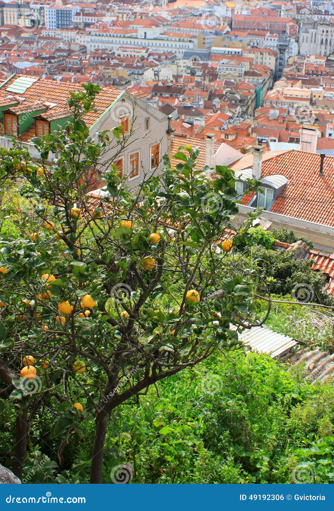 Lemon tree stock photo. Image of city, lemon, growth - 49192306