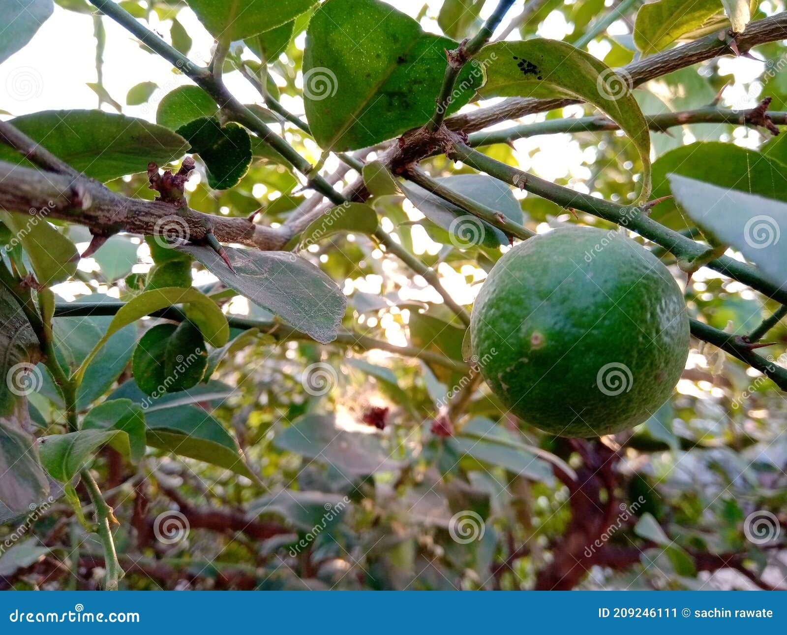 Lemon tree in indian farm stock image. Image of branch - 209246111