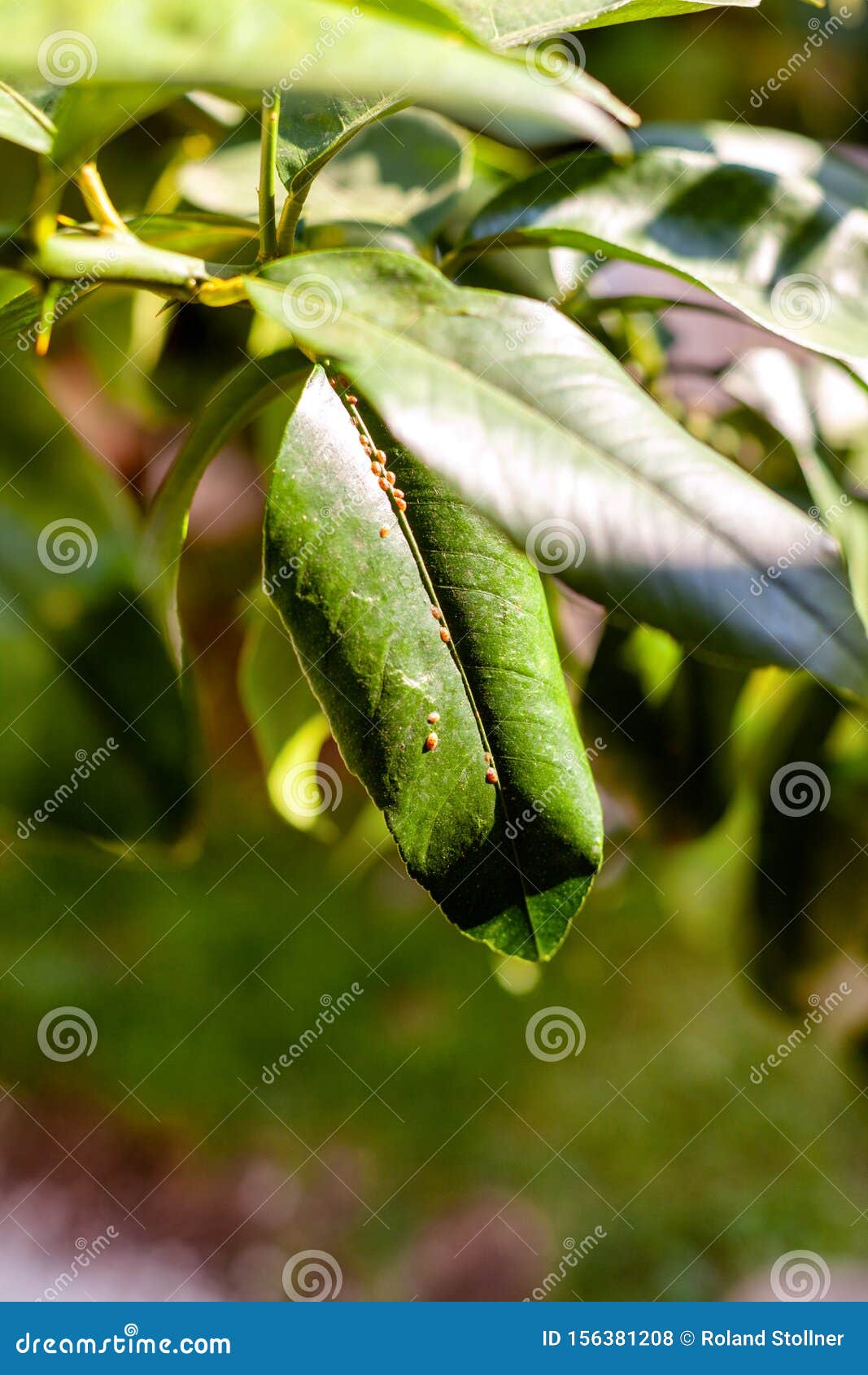 Scale insects on a leaf stock photo. Image of gardening - 156381208