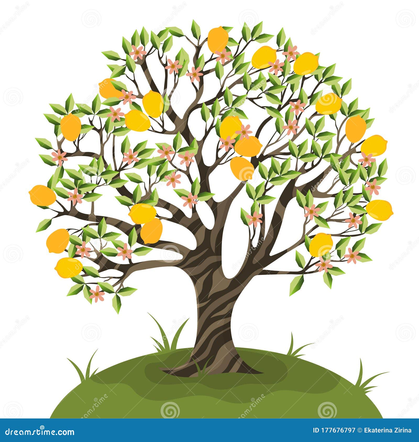 Lemon Tree Isolate on a White Background. Vector Graphics Stock ...