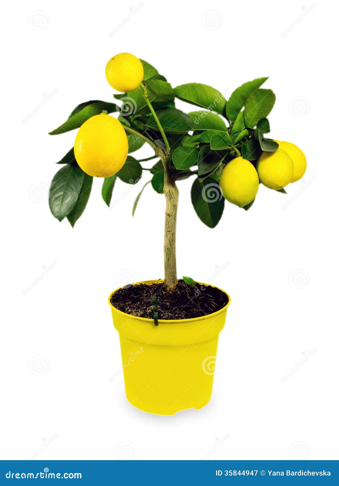 Lemon tree. Isolated. stock image. Image of ingredient - 35844947