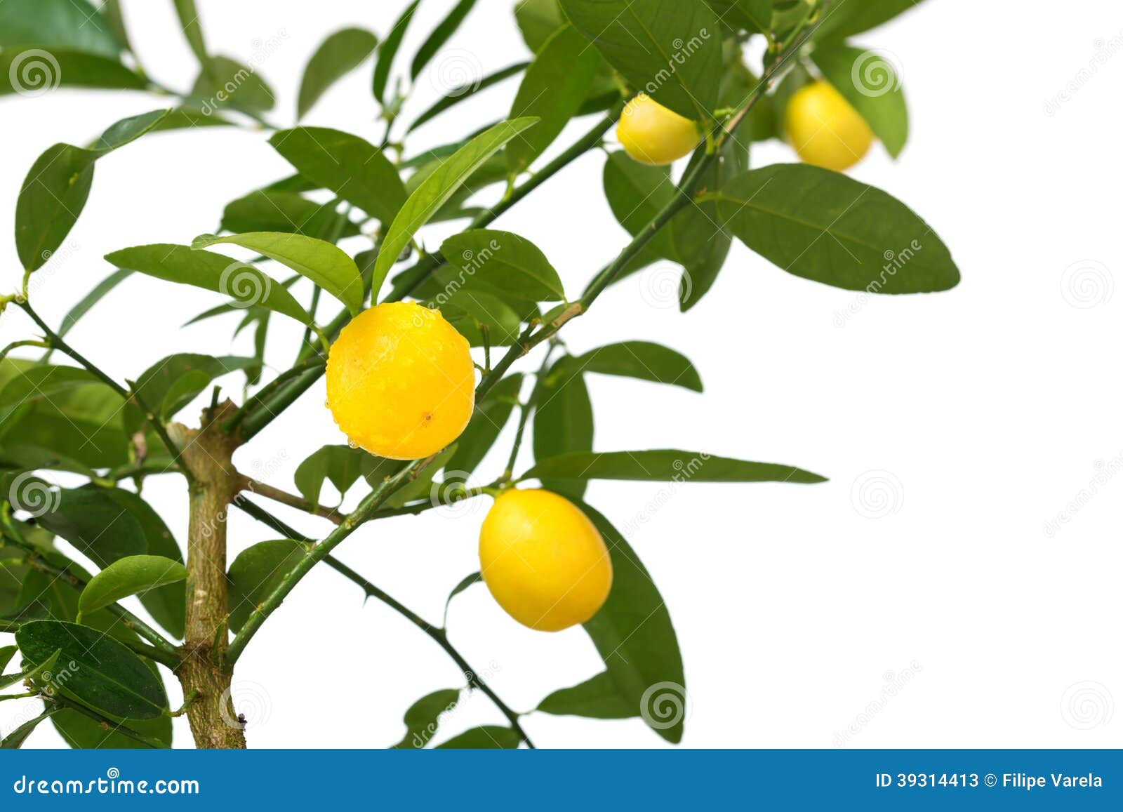Lemon Tree Isolated on White Background Stock Image - Image of green ...