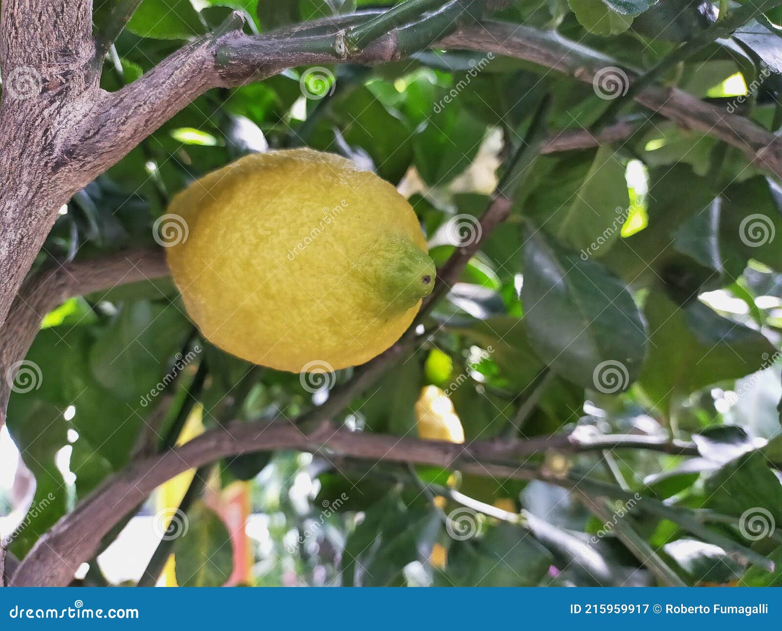 Lemon tree in Italy stock image. Image of italy, details - 215959917