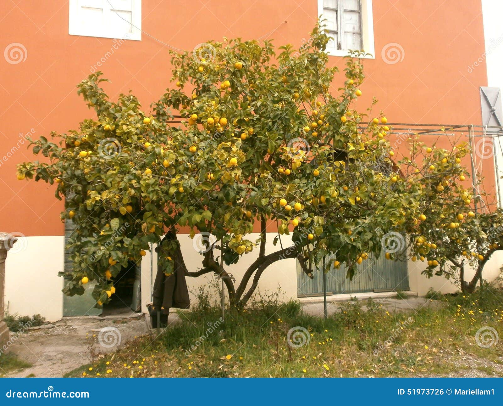 Lemon tree stock photo. Image of europe, lemons, citrus - 51973726