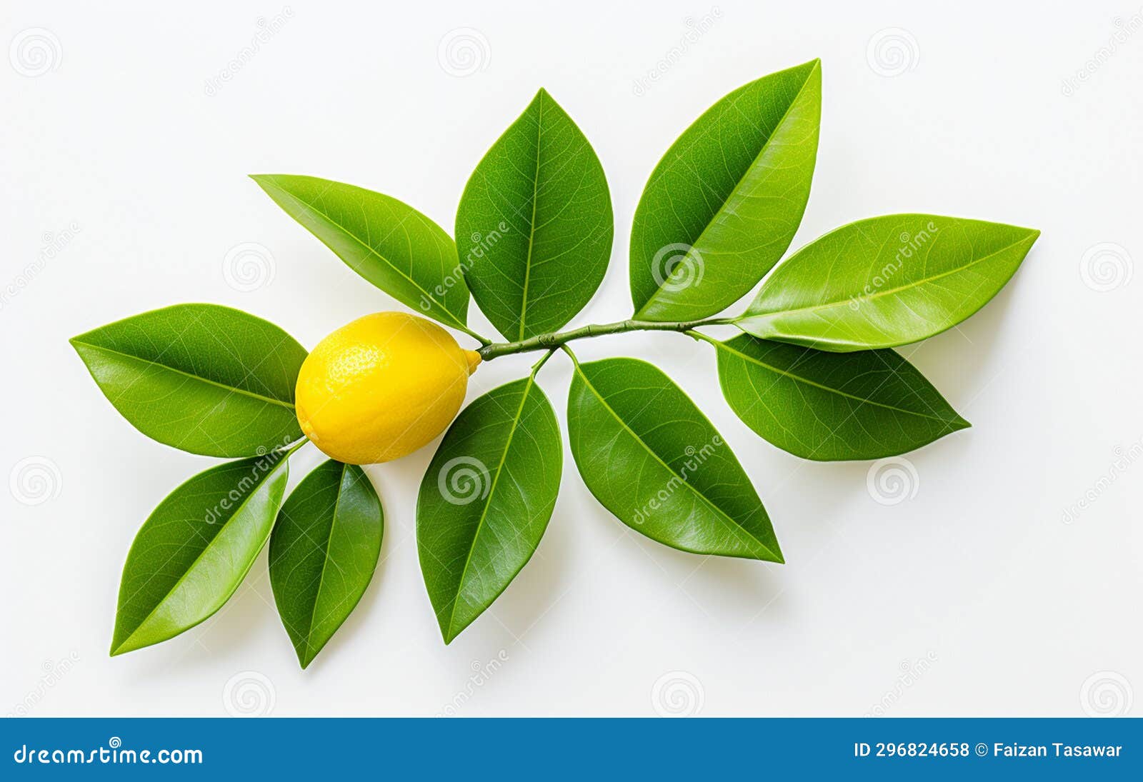 Lemon Tree Leaf from Above on White Backdrop -Generative Ai Stock Photo ...