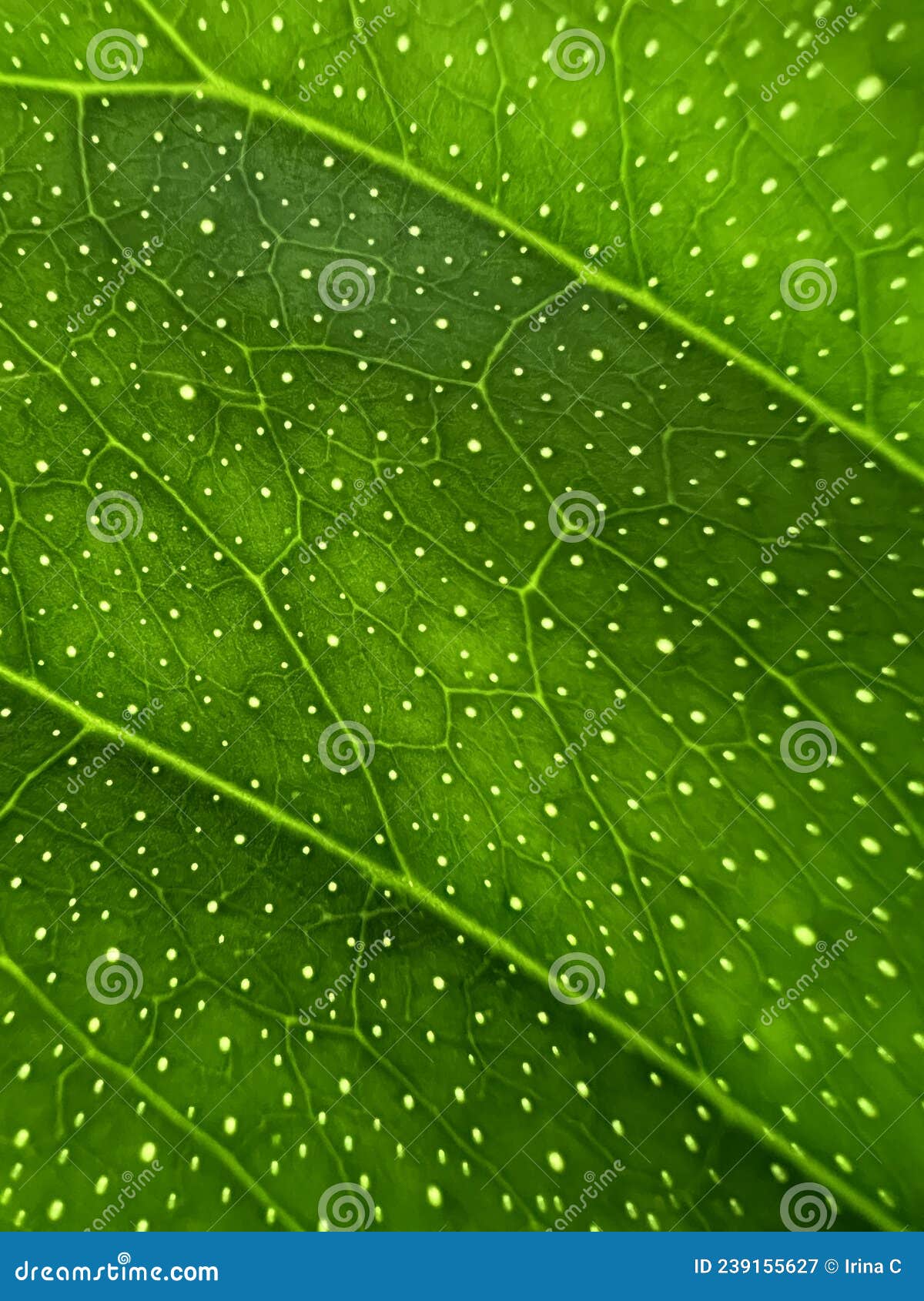 Lemon tree leaf macro shot stock image. Image of tree - 239155627