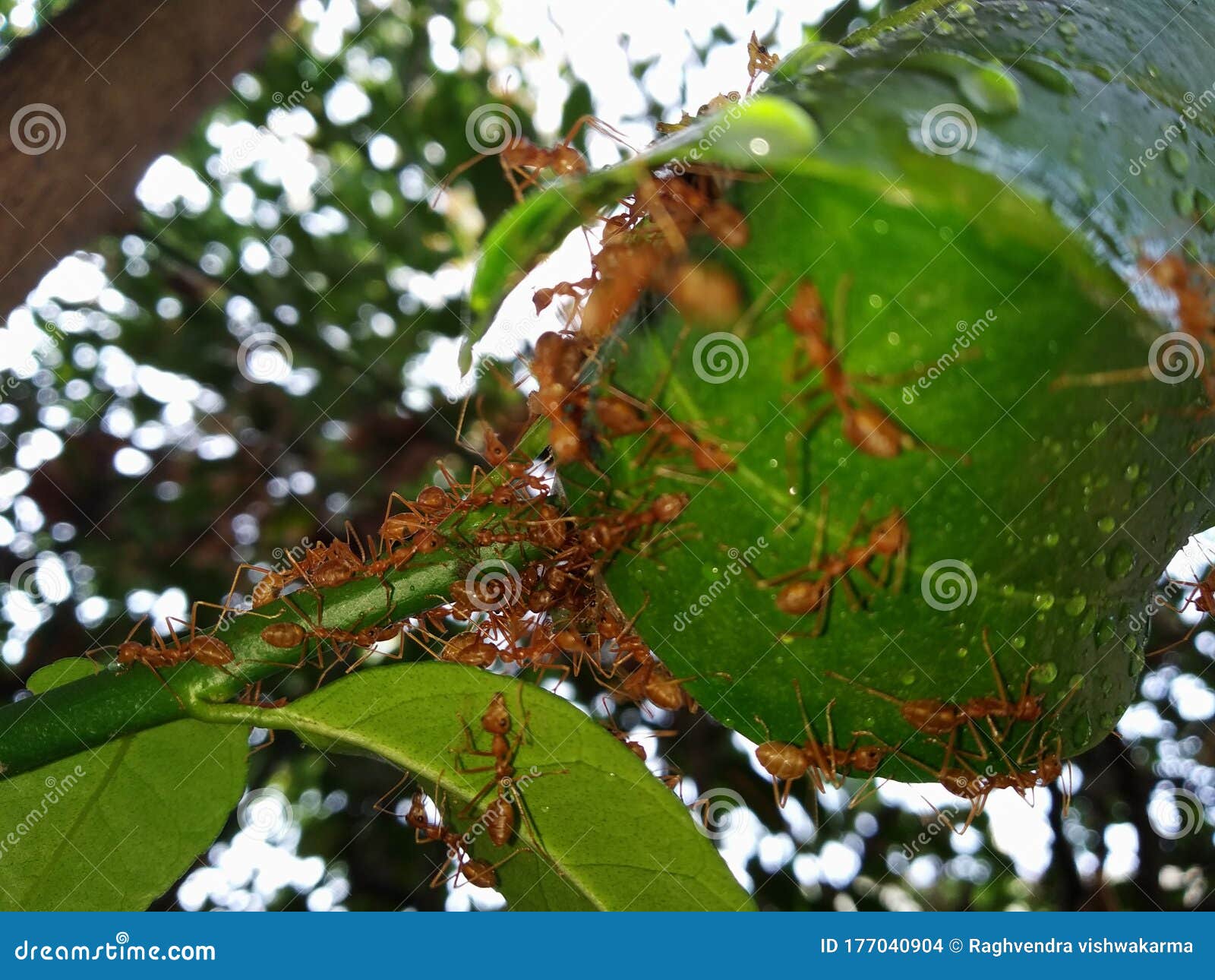 Lemon Tree Leef in Ant Click on Mid Night into Android Stock Photo ...