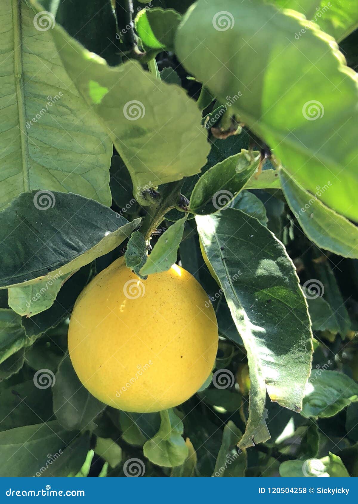 Lemon tree stock photo. Image of lemon, foliage, fruit - 120504258