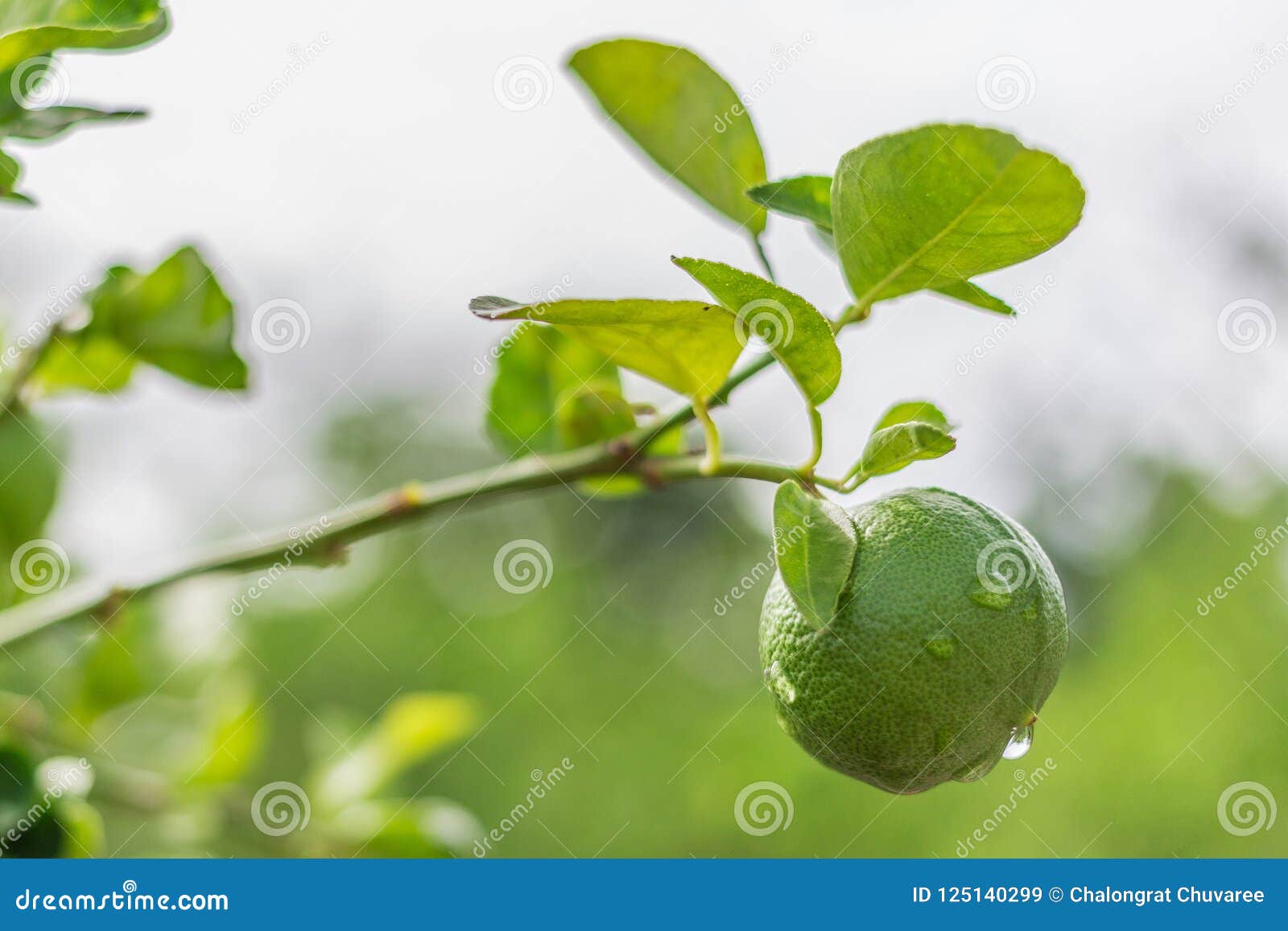 Lemon tree, lemon, dew stock image. Image of nature - 125140299