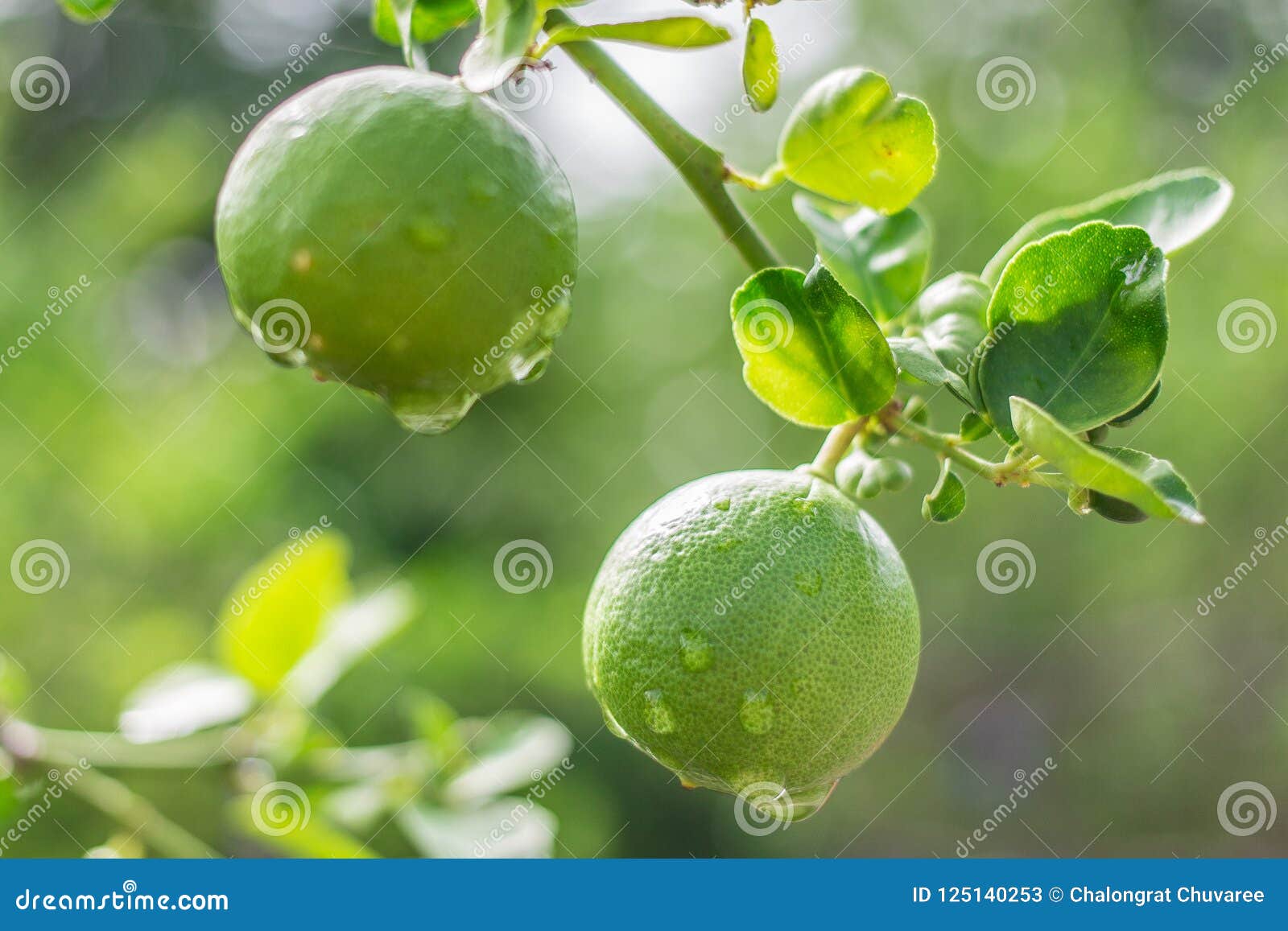 Lemon tree, lemon, dew stock image. Image of agriculture - 125140253
