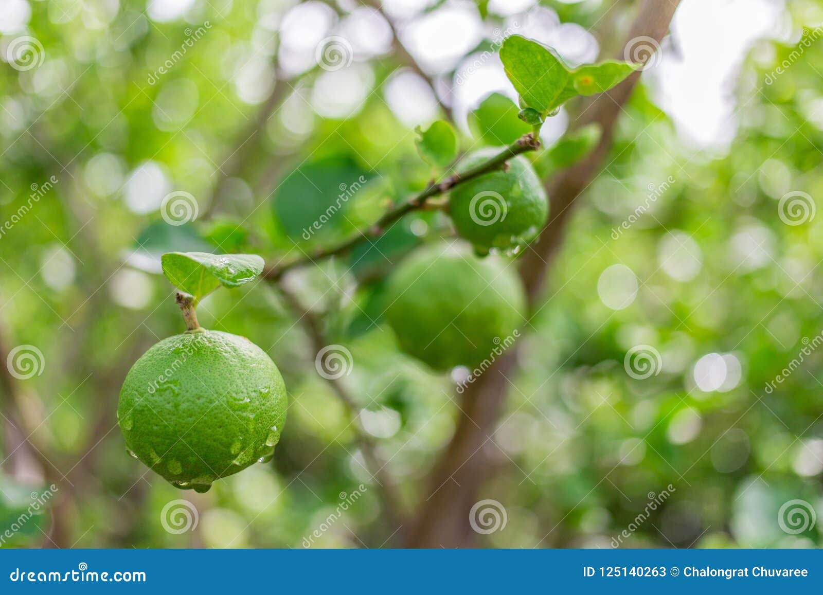 Lemon tree, lemon, dew stock image. Image of country - 125140263