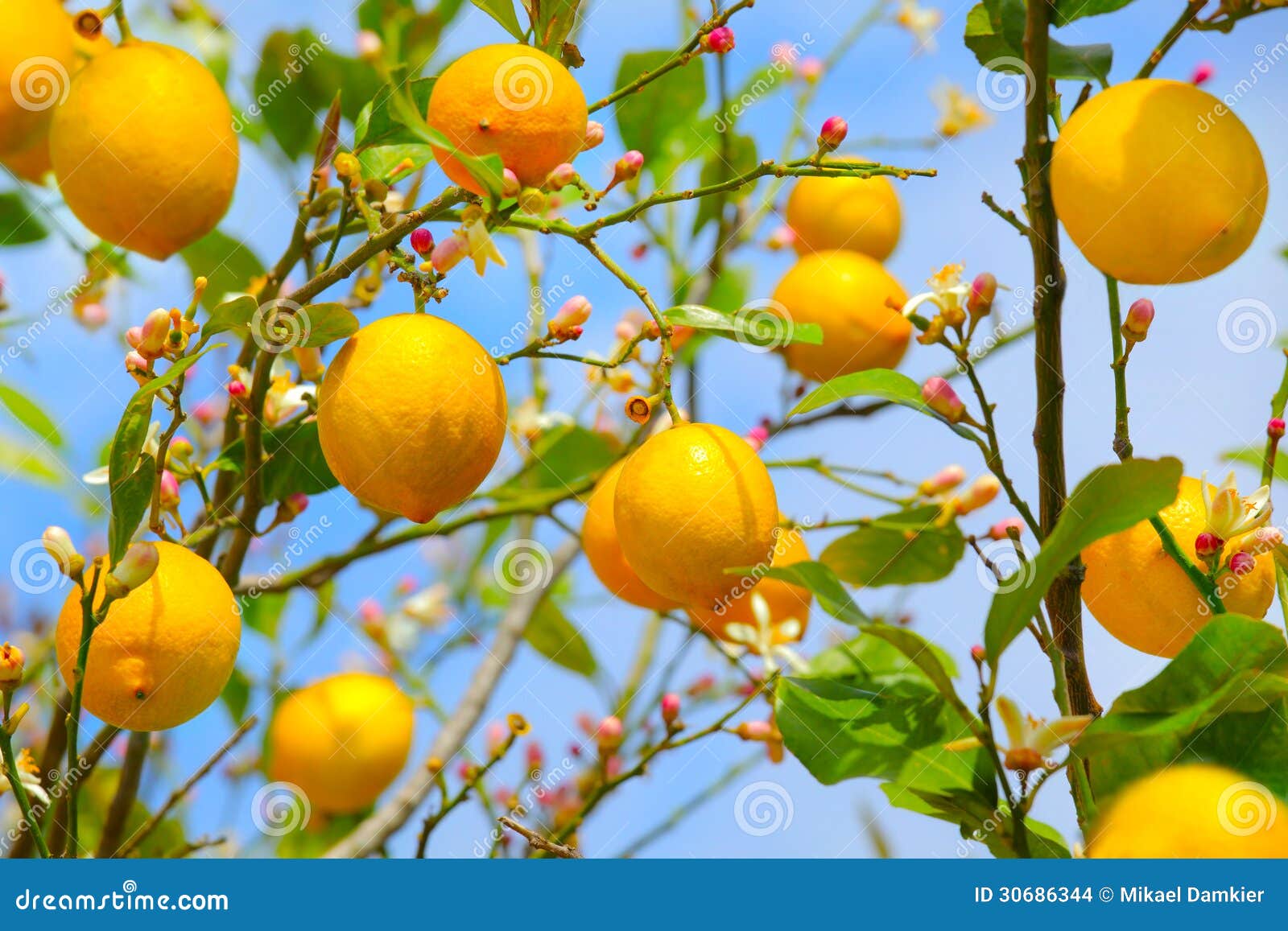 Lemon Tree With Arabic Arches Architecture Royalty-Free Stock Image ...