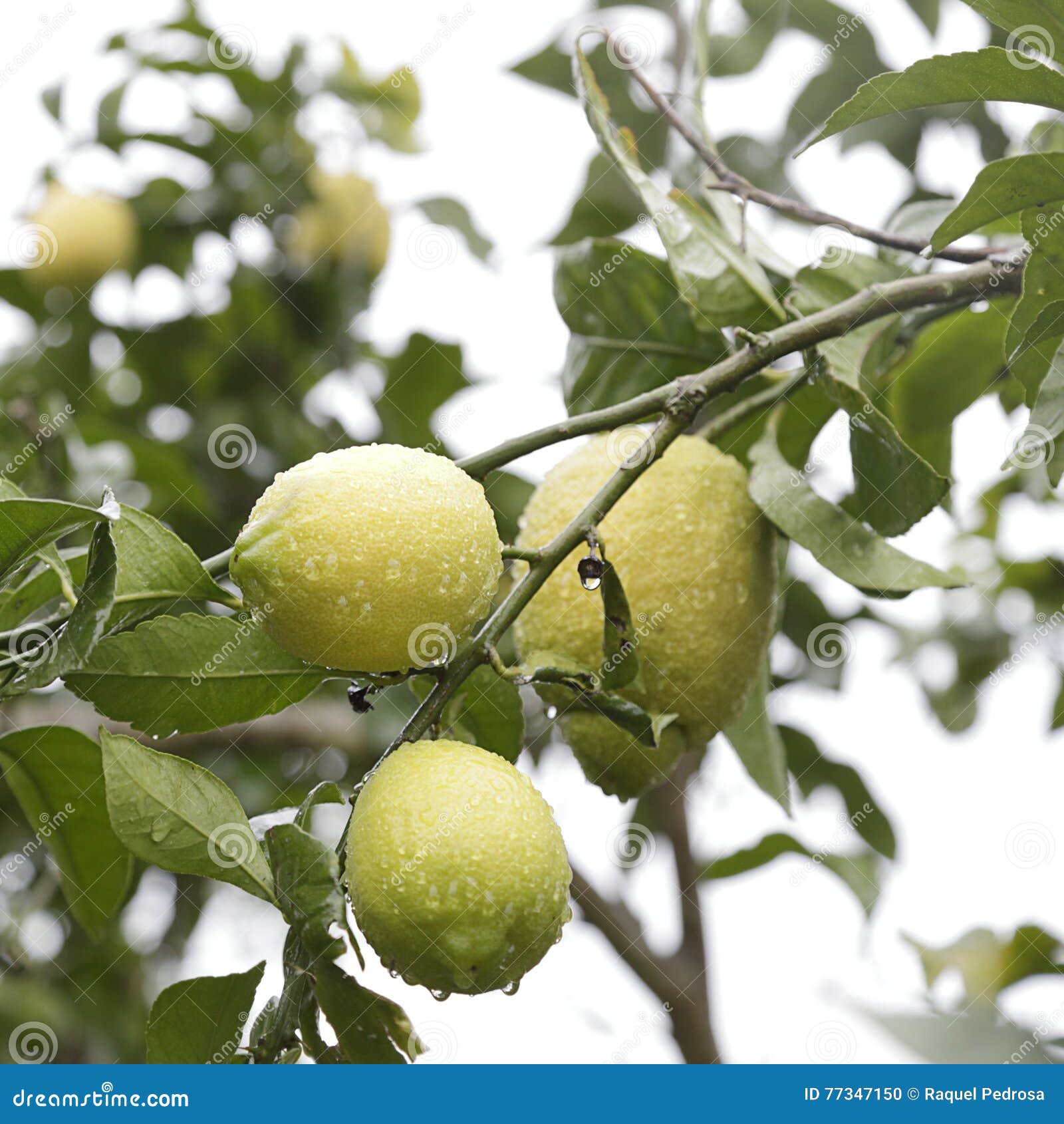 Lemon tree stock photo. Image of food, bunch, branch - 77347150