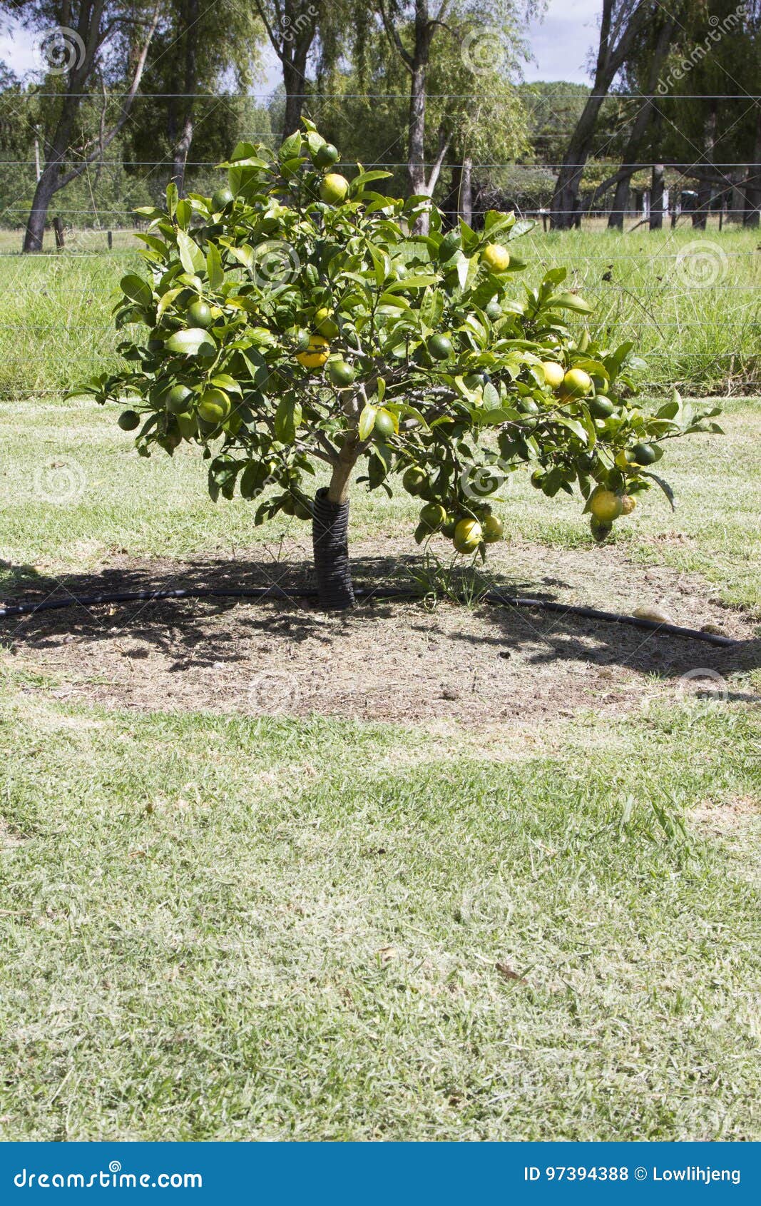 Lemon tree stock photo. Image of health, juicy, farming - 97394388