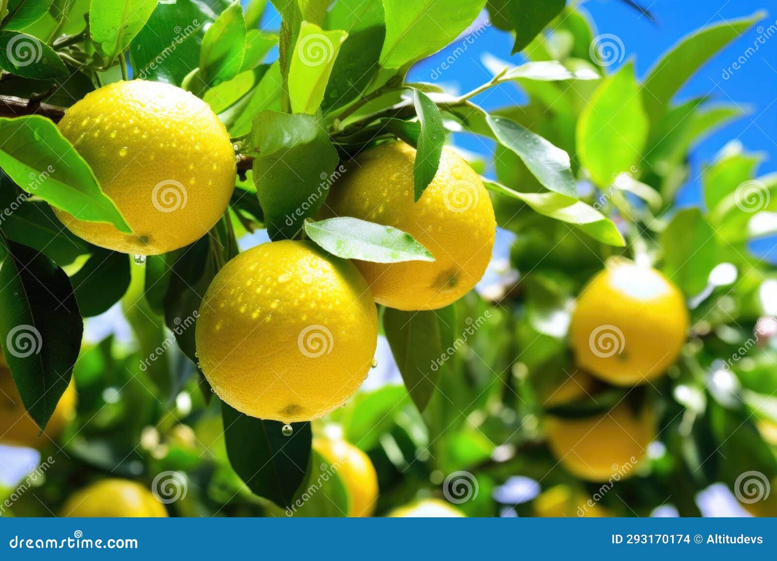 A Lemon Tree with Lemons Strikingly Contrasting the Green Leaves Stock ...