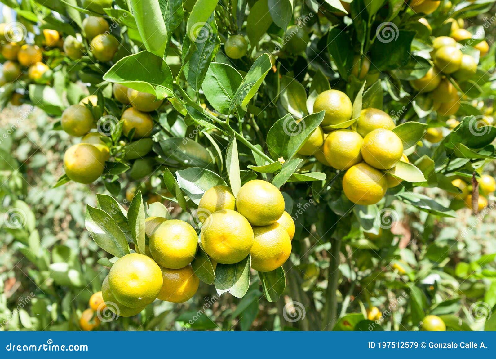 The Lemon Tree Loaded with Lemons Ready To Harvest Stock Image - Image ...