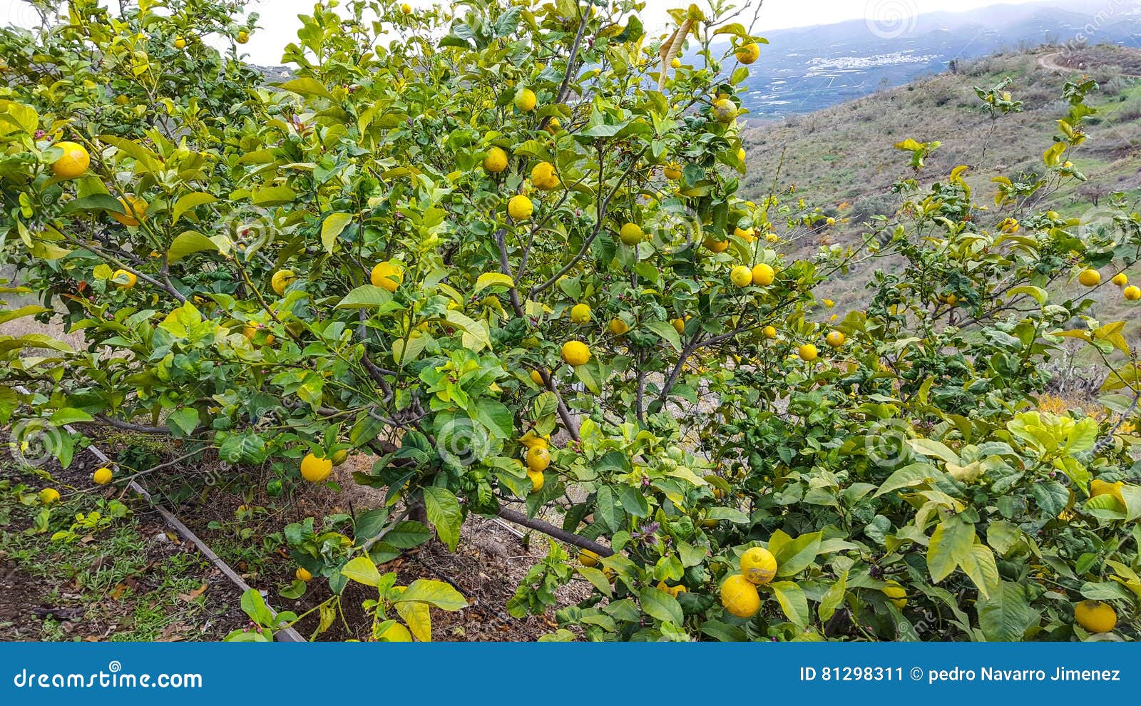 Lemon tree stock image. Image of spain, juice, tree, lemon - 81298311