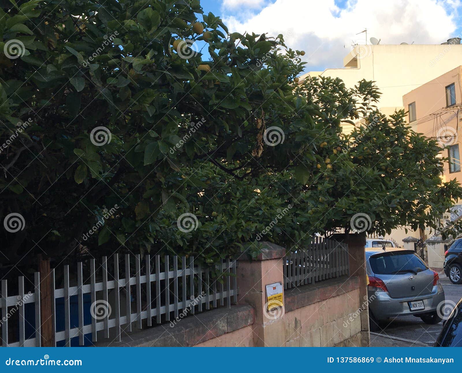 Lemon Tree in Malta editorial stock image. Image of vascular - 137586869