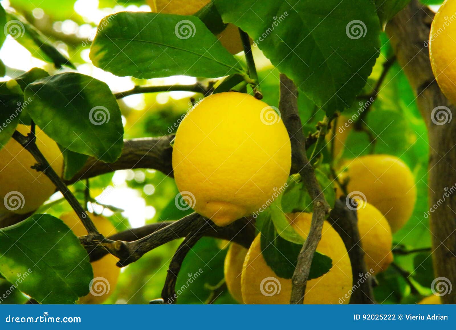 Lemon Tree Nature Yellow Background Fruit Stock Photo - Image of food ...