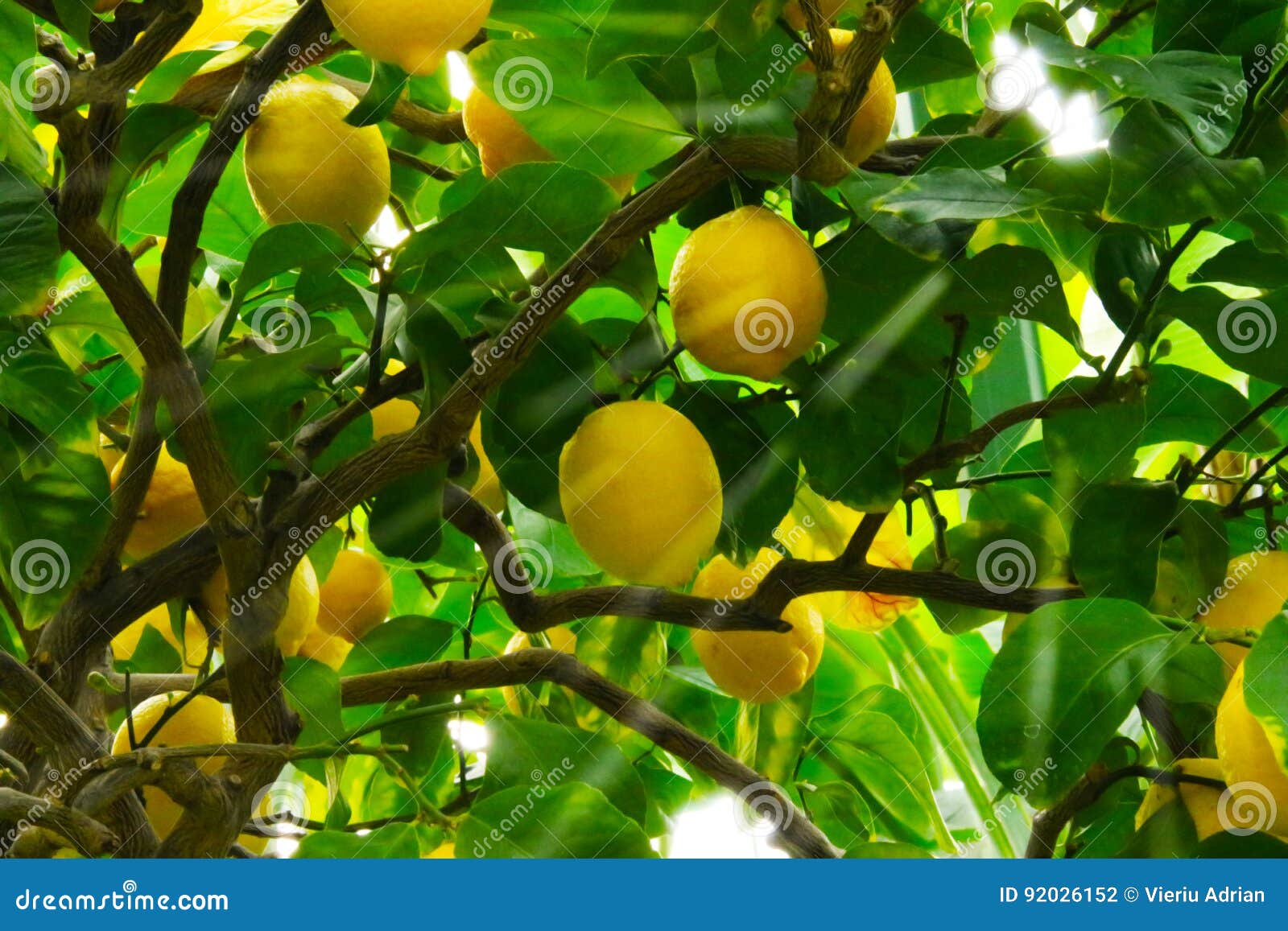 Lemon Tree Nature Yellow Background Fruit Stock Photo - Image of group ...