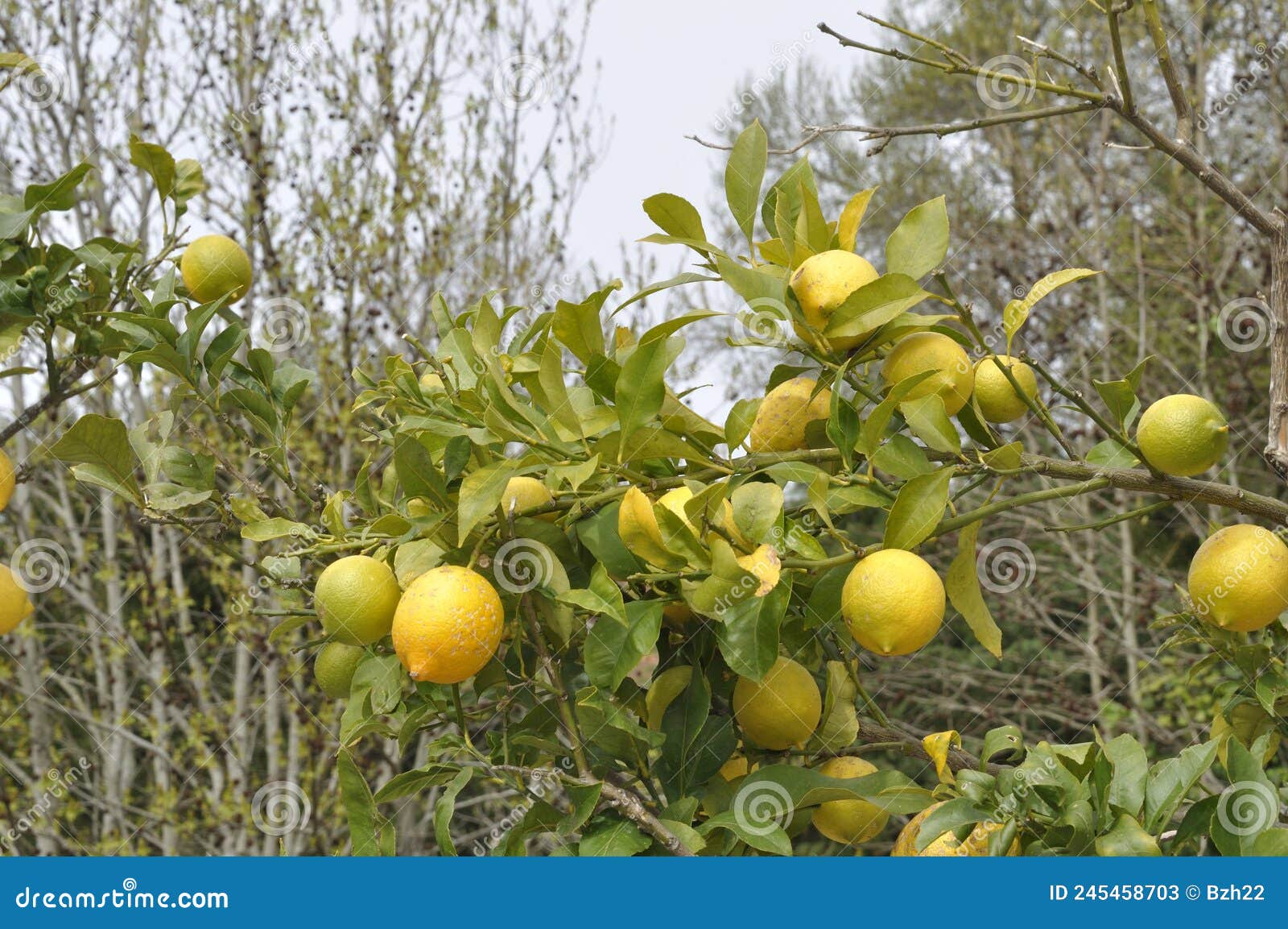 Lemon Tree Near the Douro in Portugal Stock Image - Image of valley ...