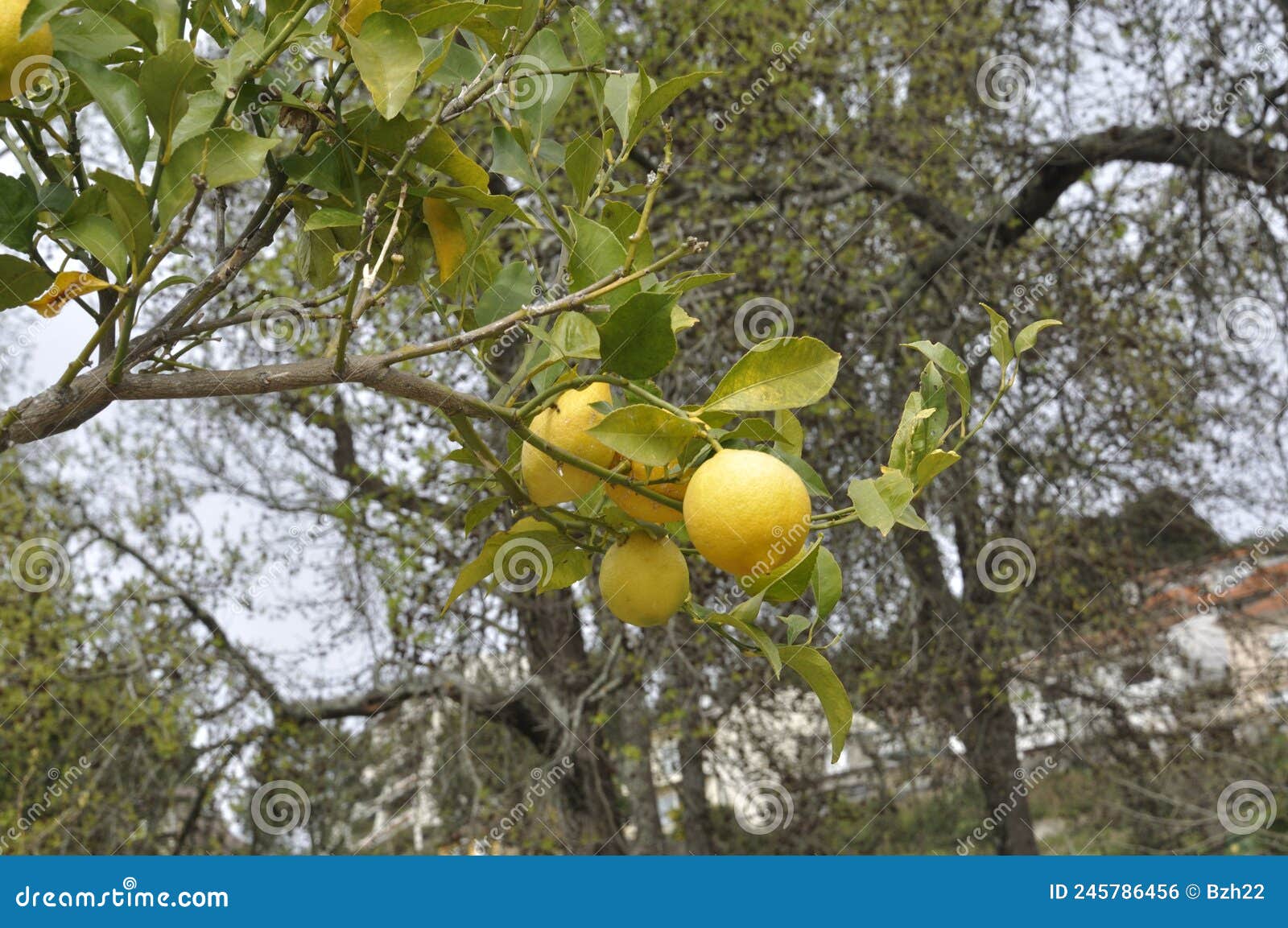 Lemon Tree Near the Douro in Portugal Stock Photo - Image of food, leaf ...
