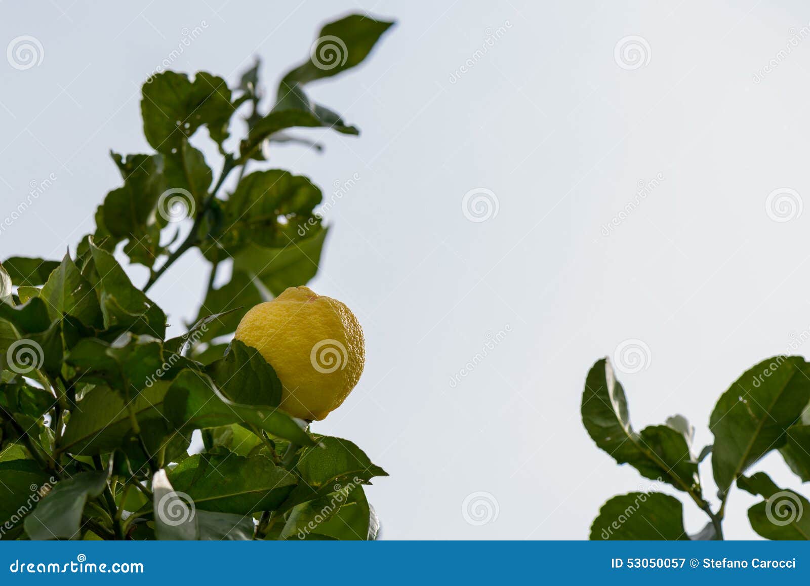 Lemon on Tree stock image. Image of vitamin, italy, foliage - 53050057