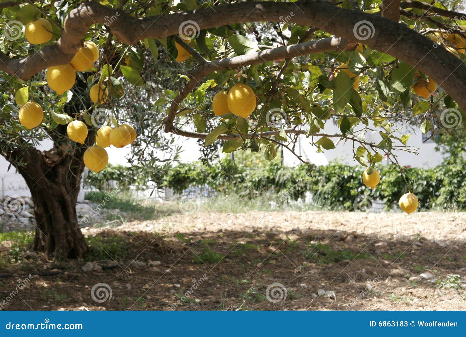 Lemon Tree. Royalty-Free Stock Photography | CartoonDealer.com #13542005