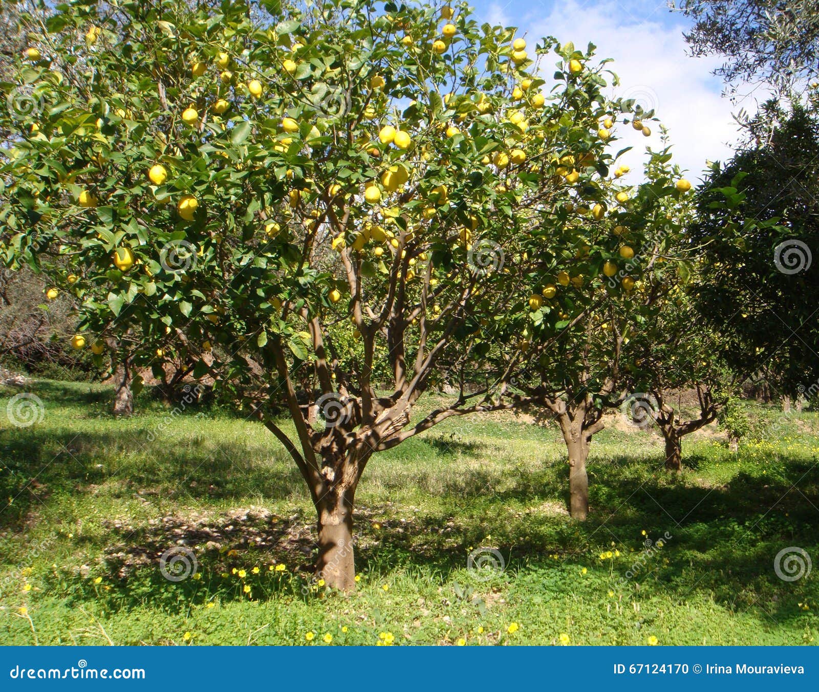 Lemon tree orchard stock photo. Image of fruits, tree - 67124170