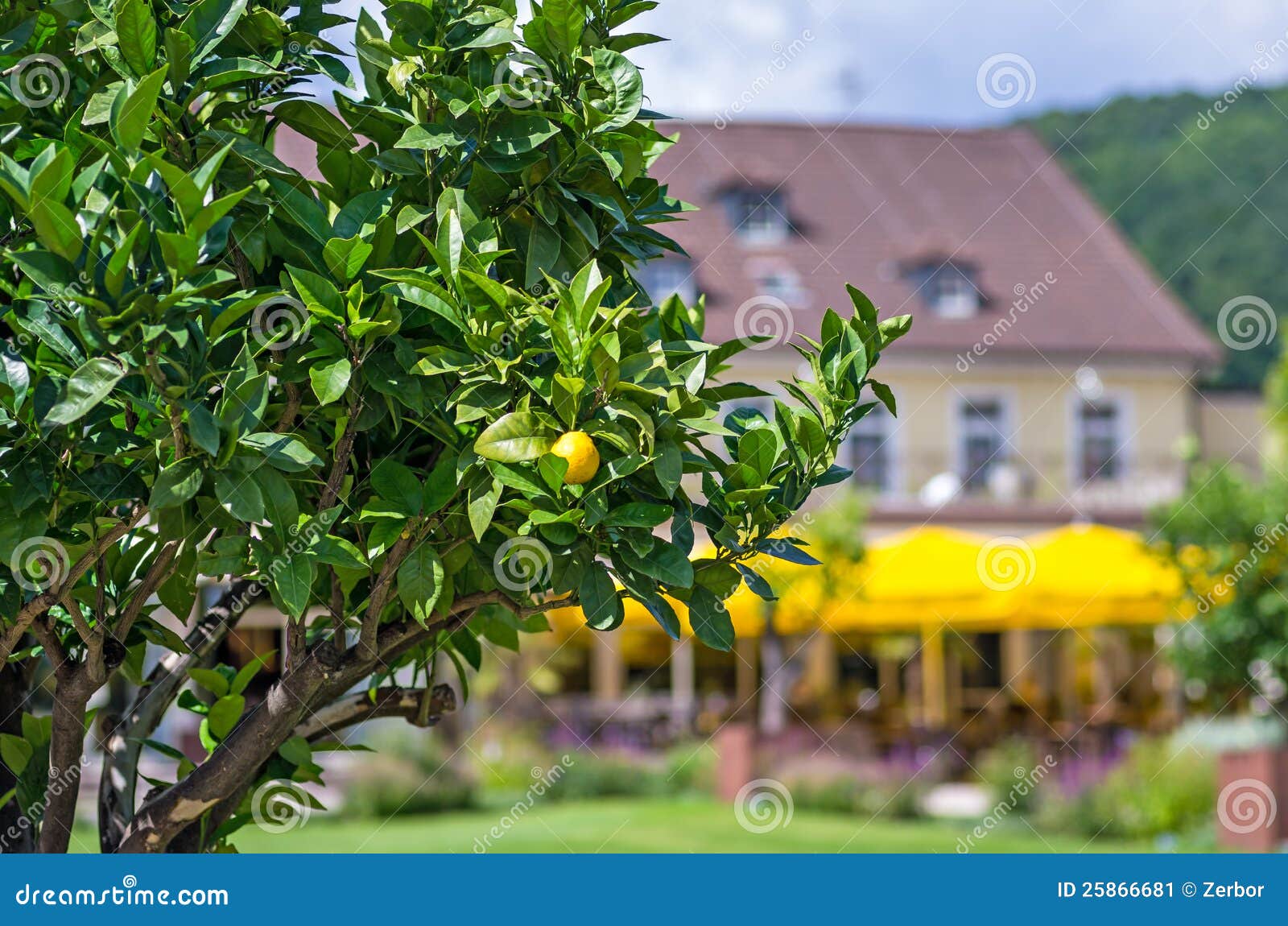 Lemon tree in a park stock image. Image of style, plant - 25866681