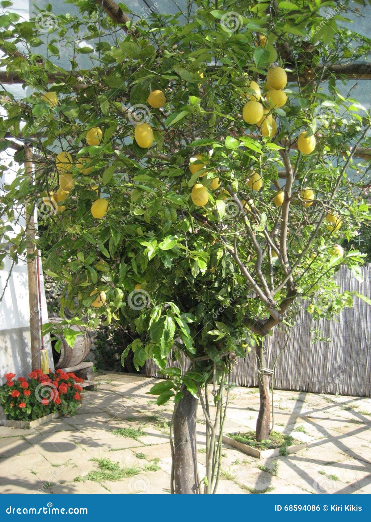 Lemon tree stock photo. Image of coast, italy, pictured - 68594086