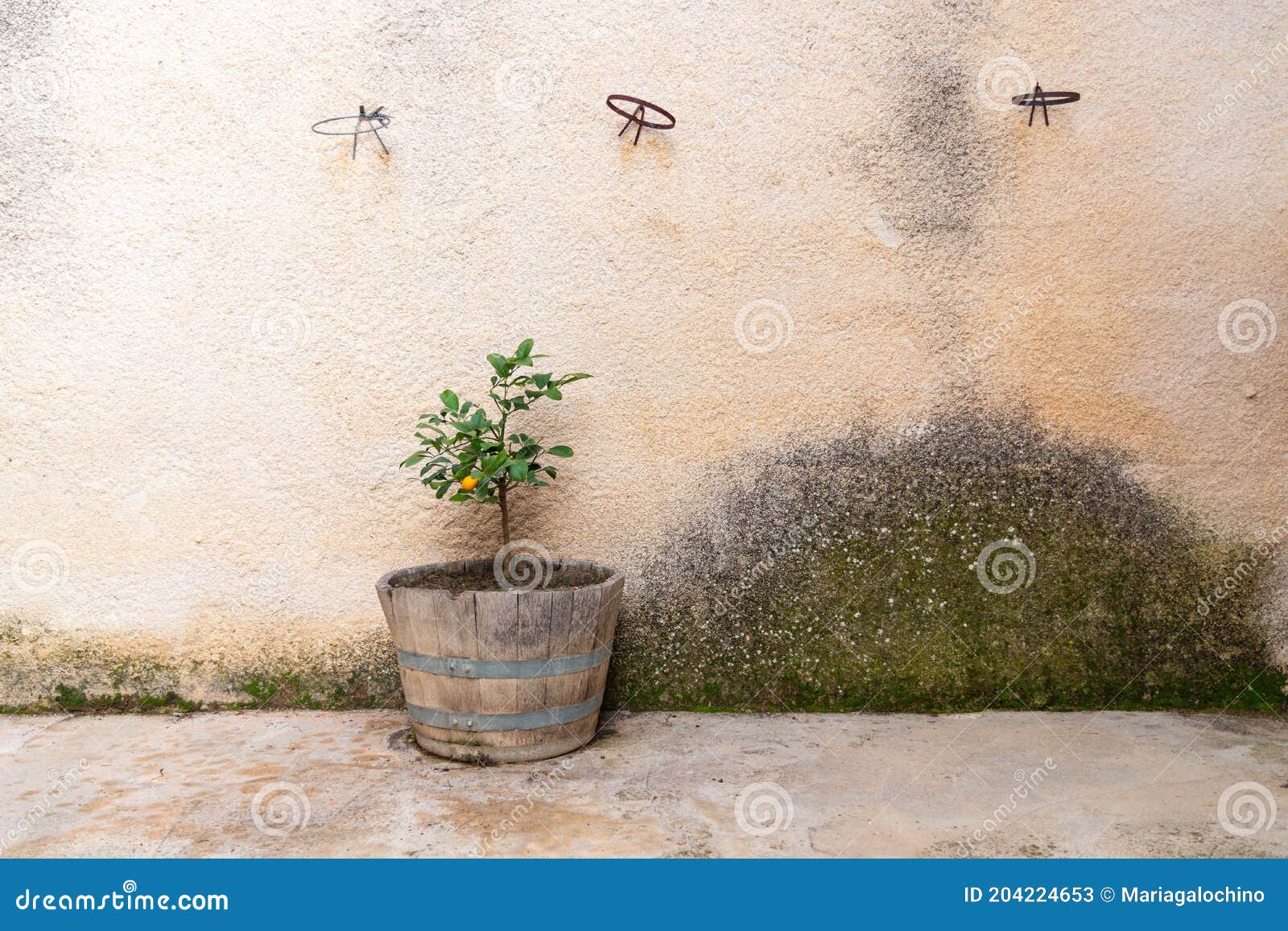 Lemon Tree Planted in a Wooden Barrel and Placed Alone in a Damp Patio ...