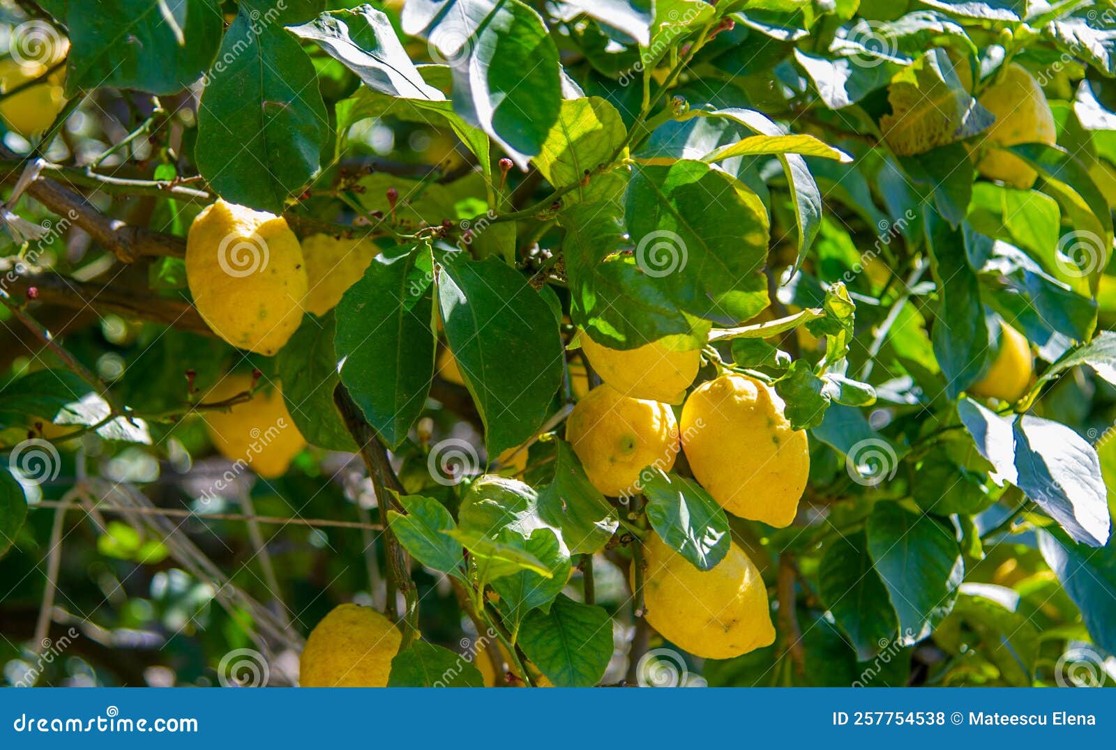 Lemon Tree in Positano, Italy Stock Photo - Image of freshness, fresh ...